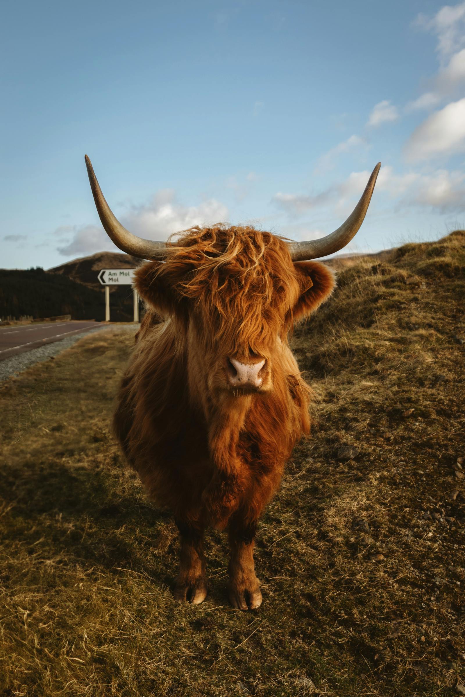 Highland Cow Photos, Download The BEST Free Highland Cow Stock Photos ...