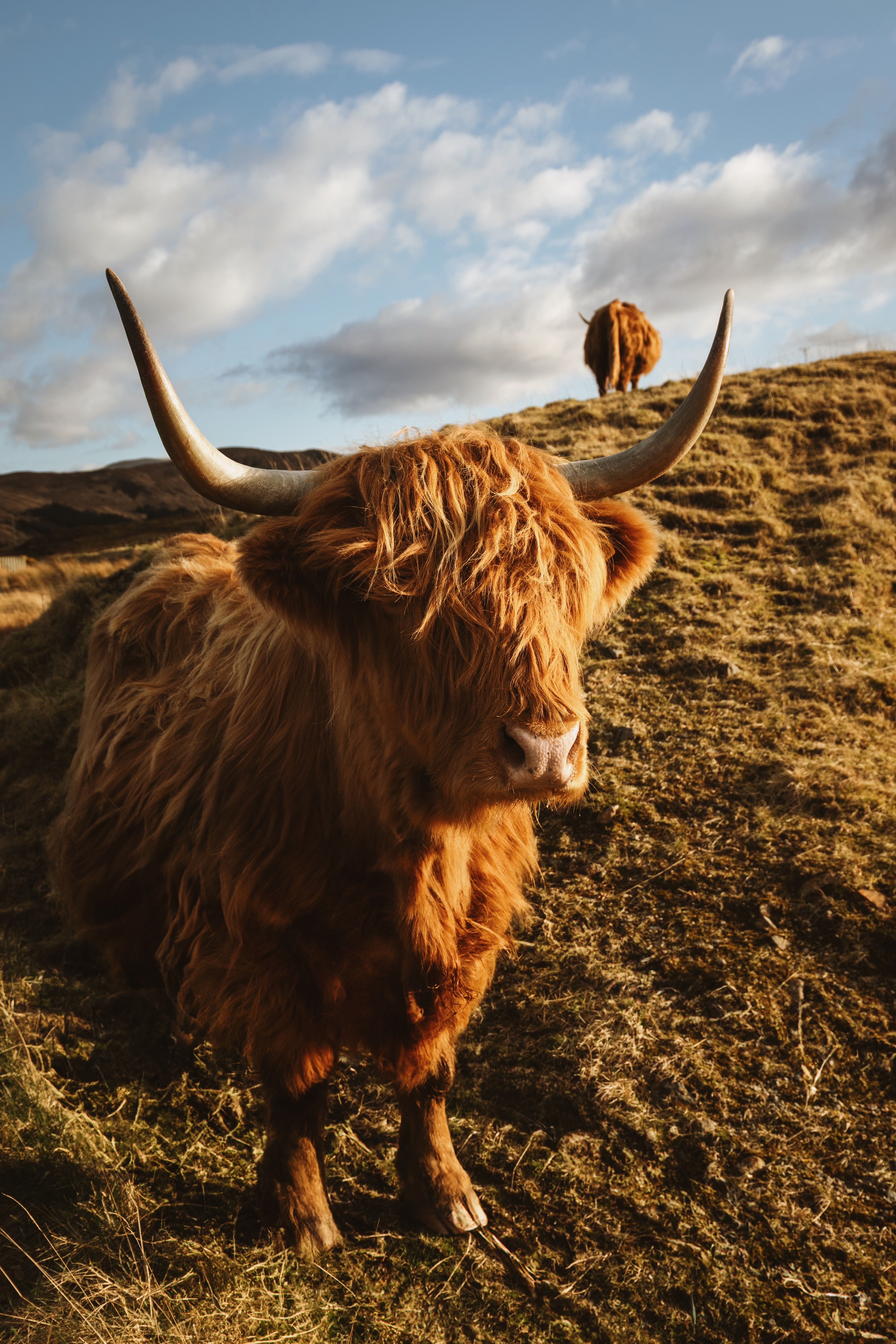 Majestic Highland Cow Grazing in Scottish Landscape · Free Stock Photo
