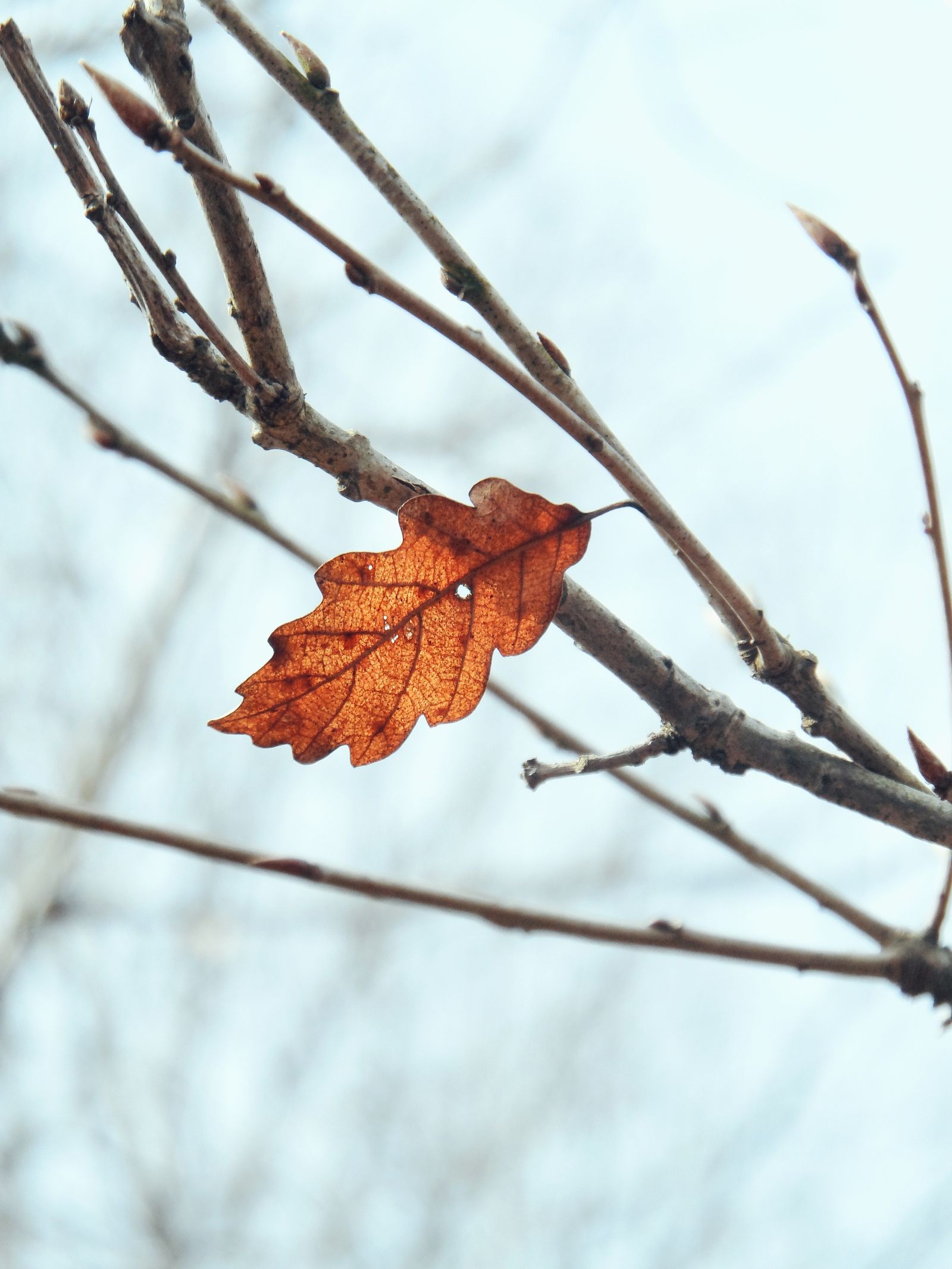 Autumn Leaf Photos, Download The BEST Free Autumn Leaf Stock Photos ...