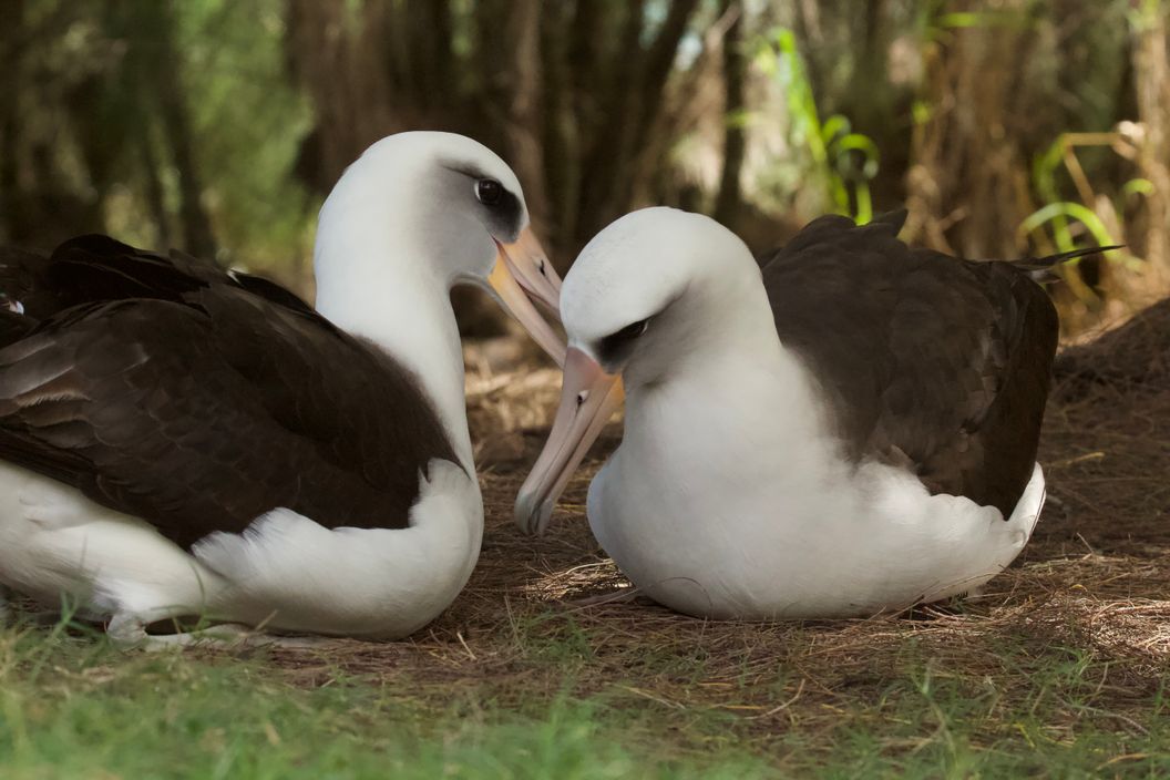Black Browed Albatross: Facts, Habitat, and Behavior