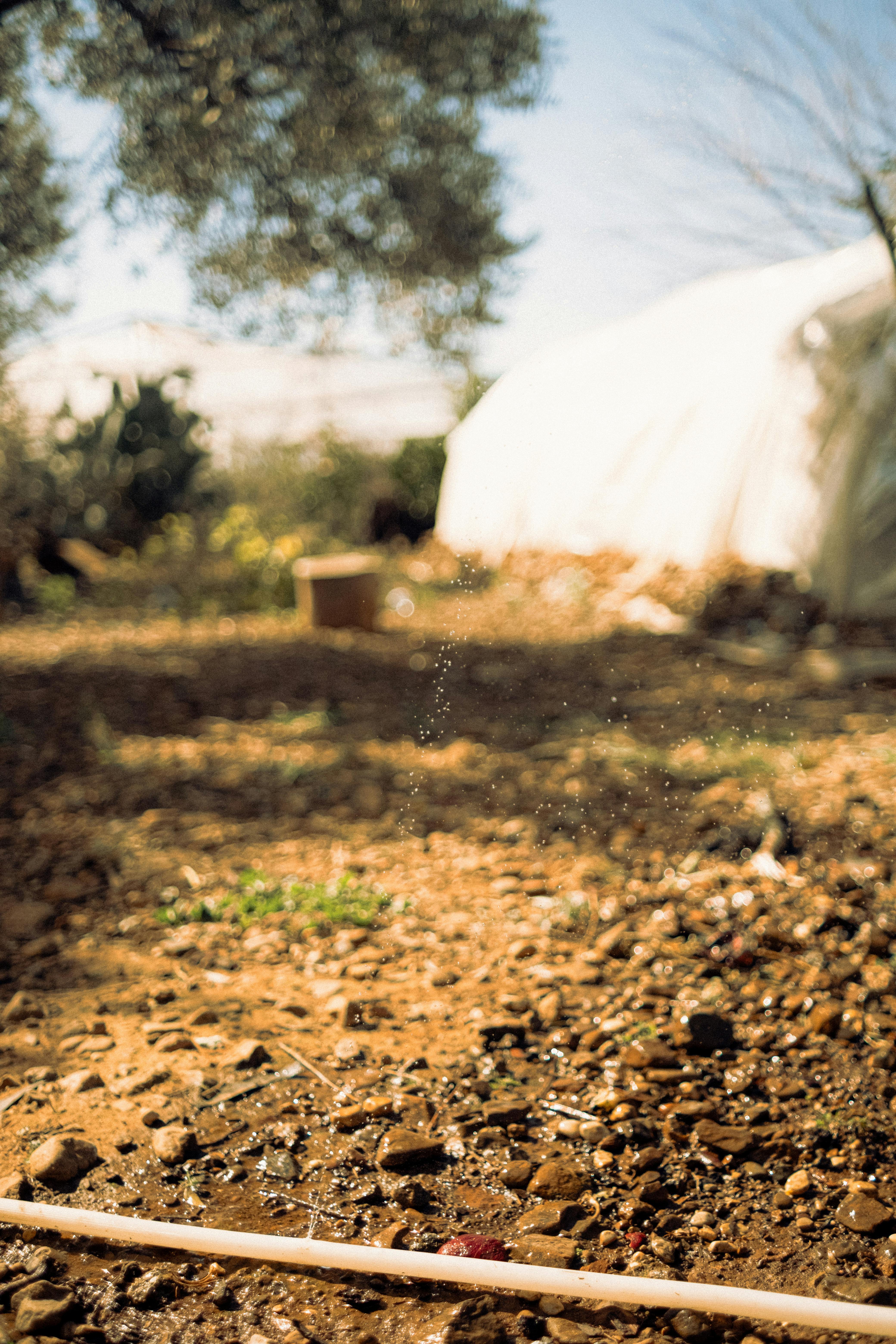Sunlit Garden with White Tent and Foliage · Free Stock Photo