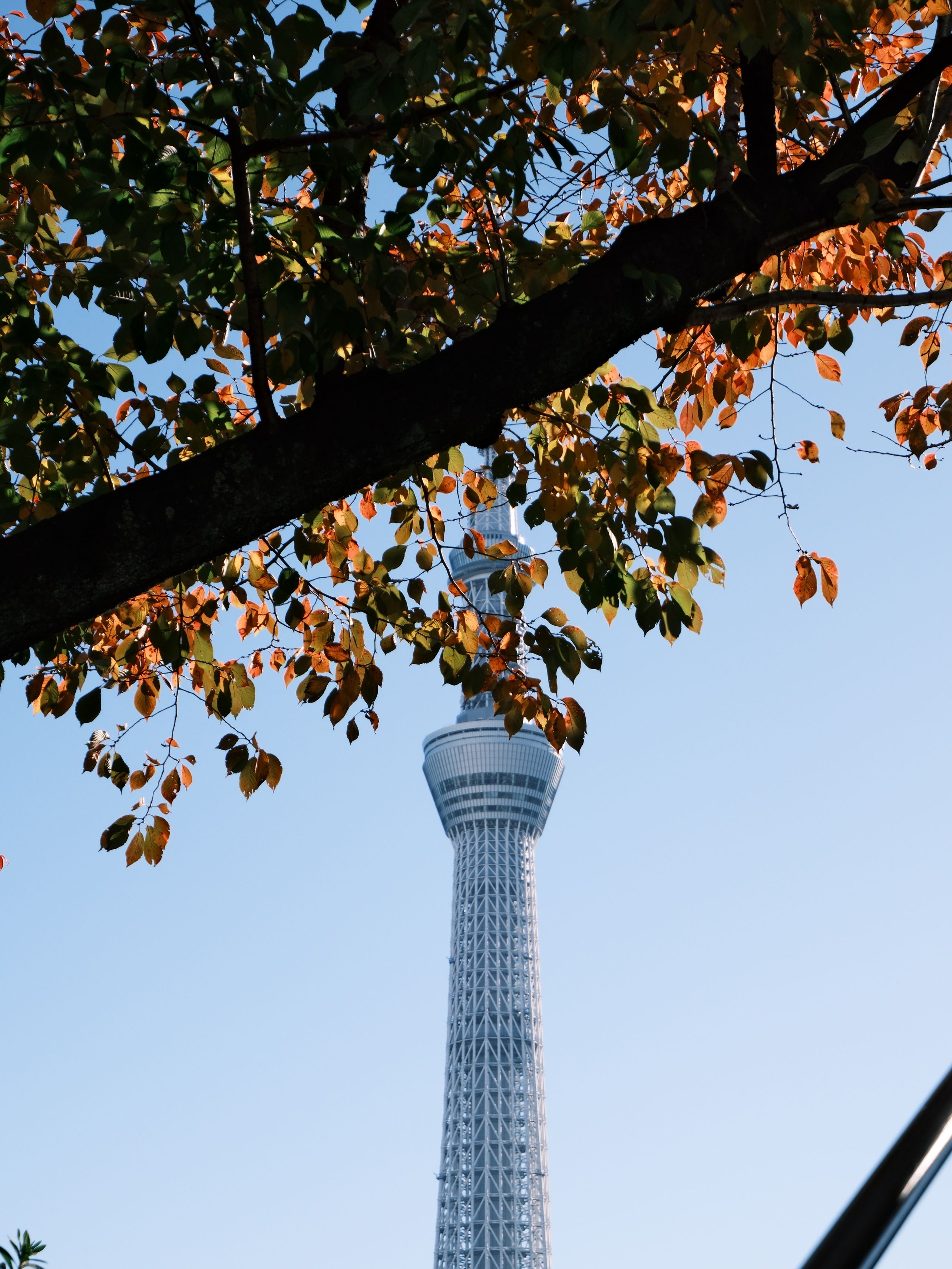 Tokyo Skytree with Autumn Leaves Framed View · Free Stock Photo