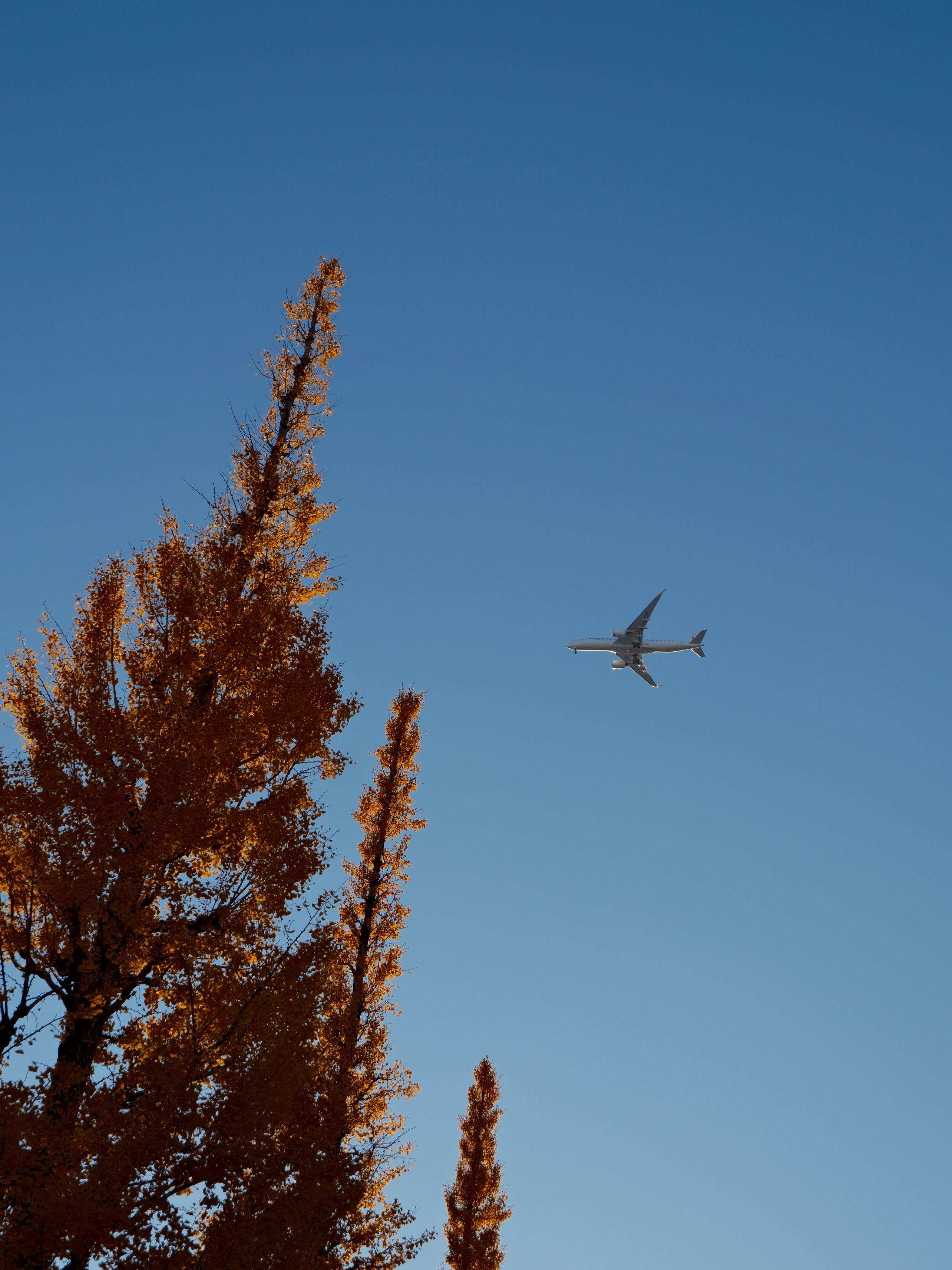 Airplane in Clear Sky Over Autumn Trees · Free Stock Photo