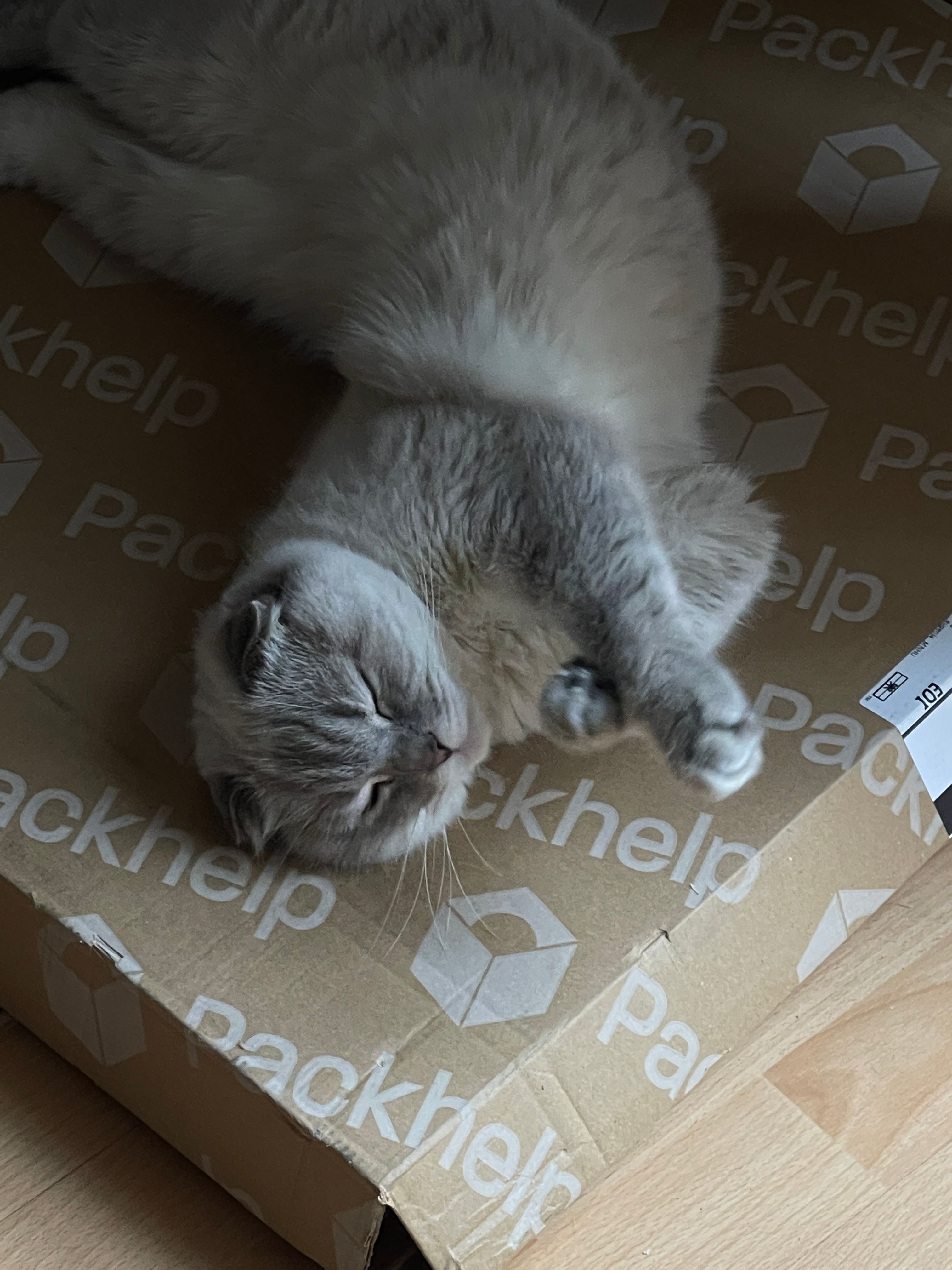 Cozy Cat Sleeping on Cardboard Box Indoors · Free Stock Photo
