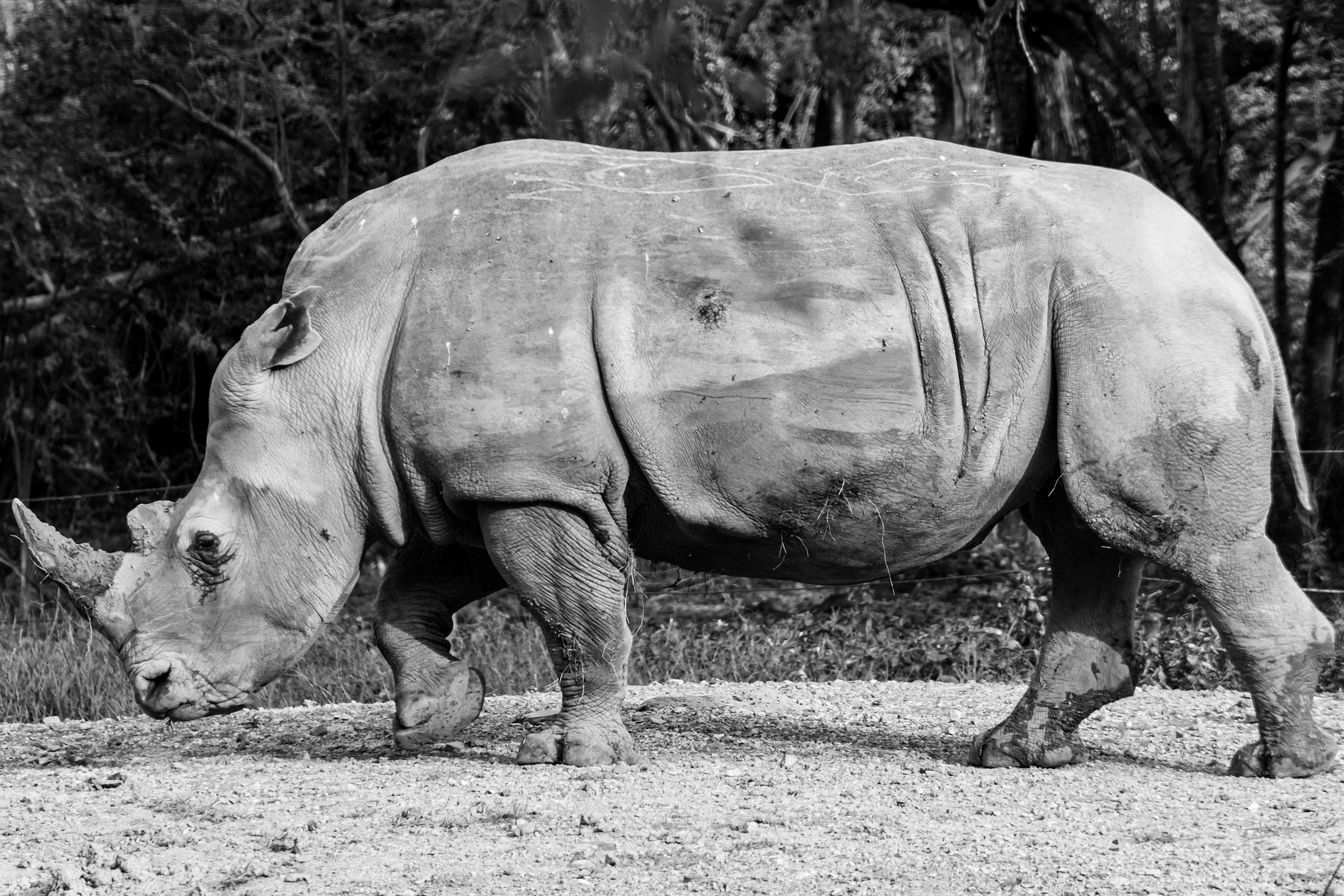 Black and White Portrait of Endangered Rhinoceros · Free Stock Photo