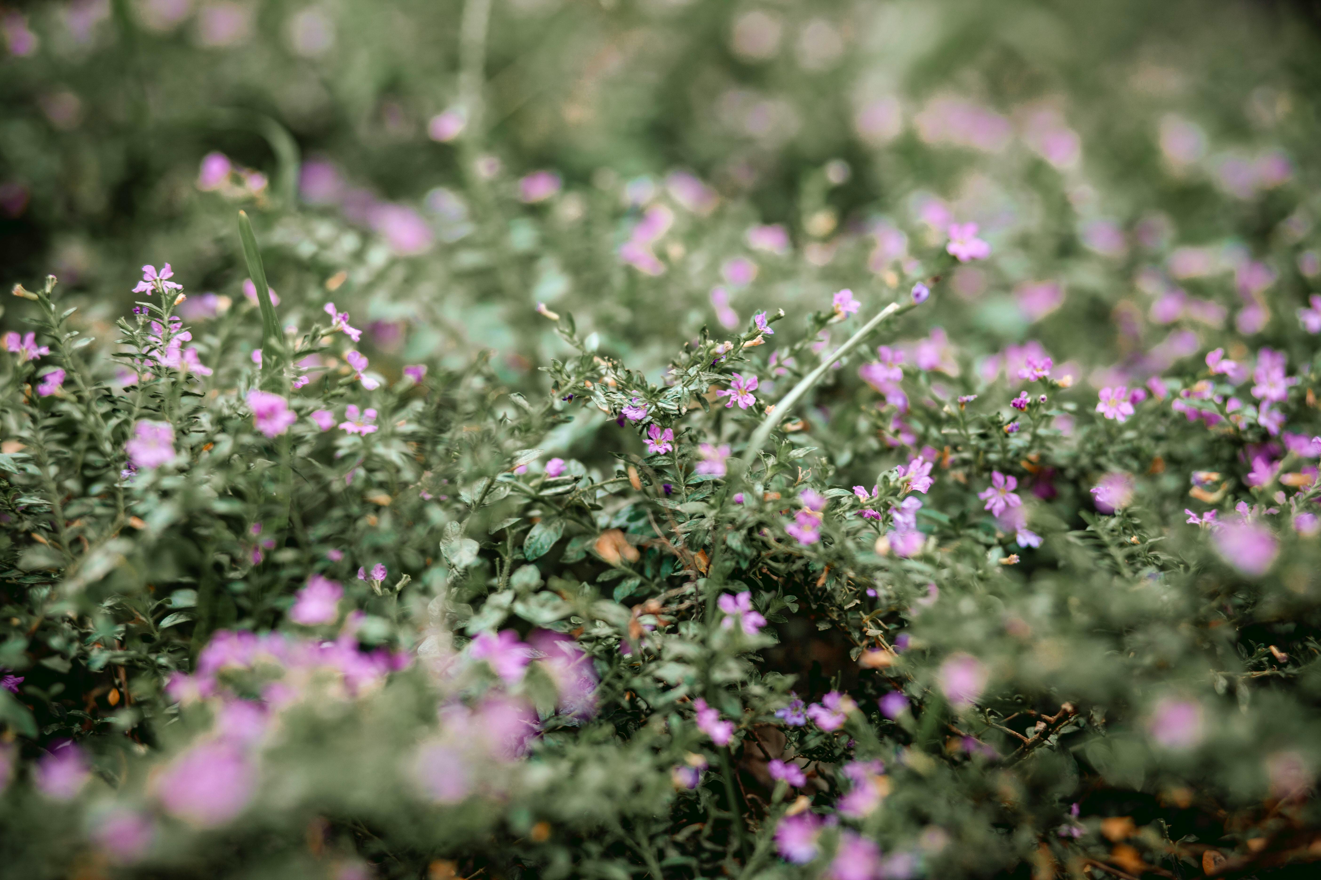 Cameron+Cottage Photos, Download The BEST Free Cameron+Cottage Stock ...