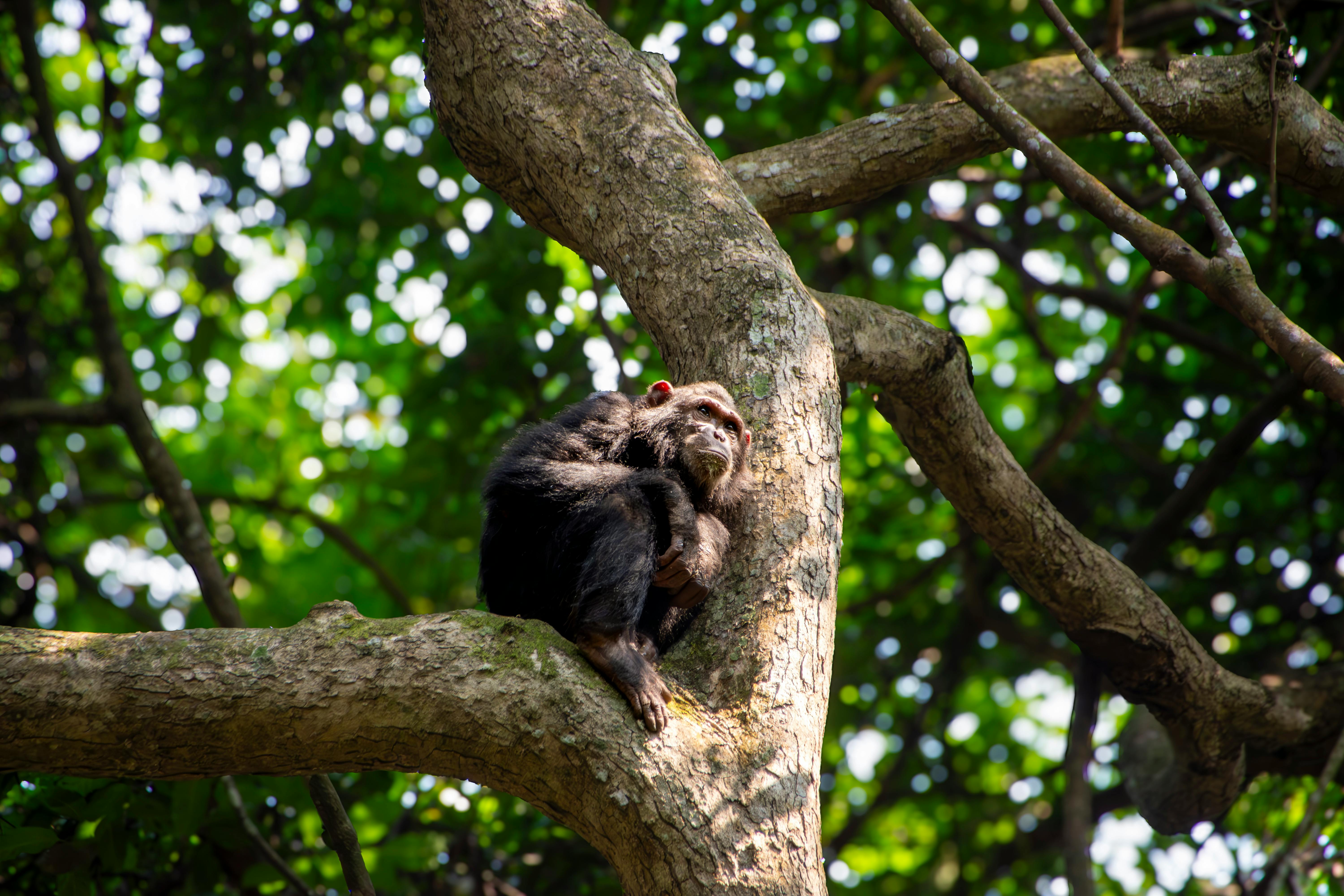 Chimpanzee Resting on a Tree in Tanzania · Free Stock Photo