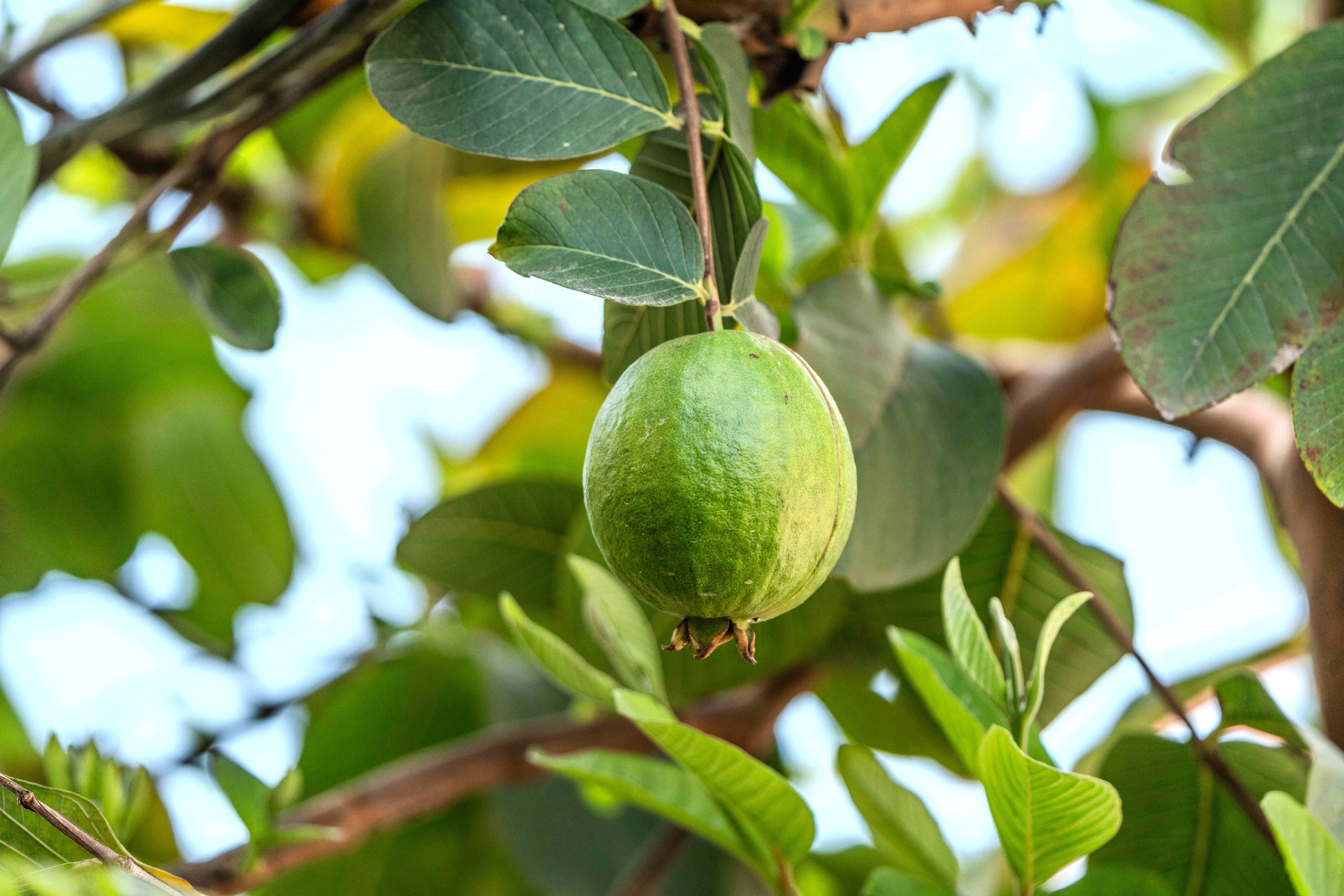 Guava Blended Texture Photos, Download The BEST Free Guava Blended ...