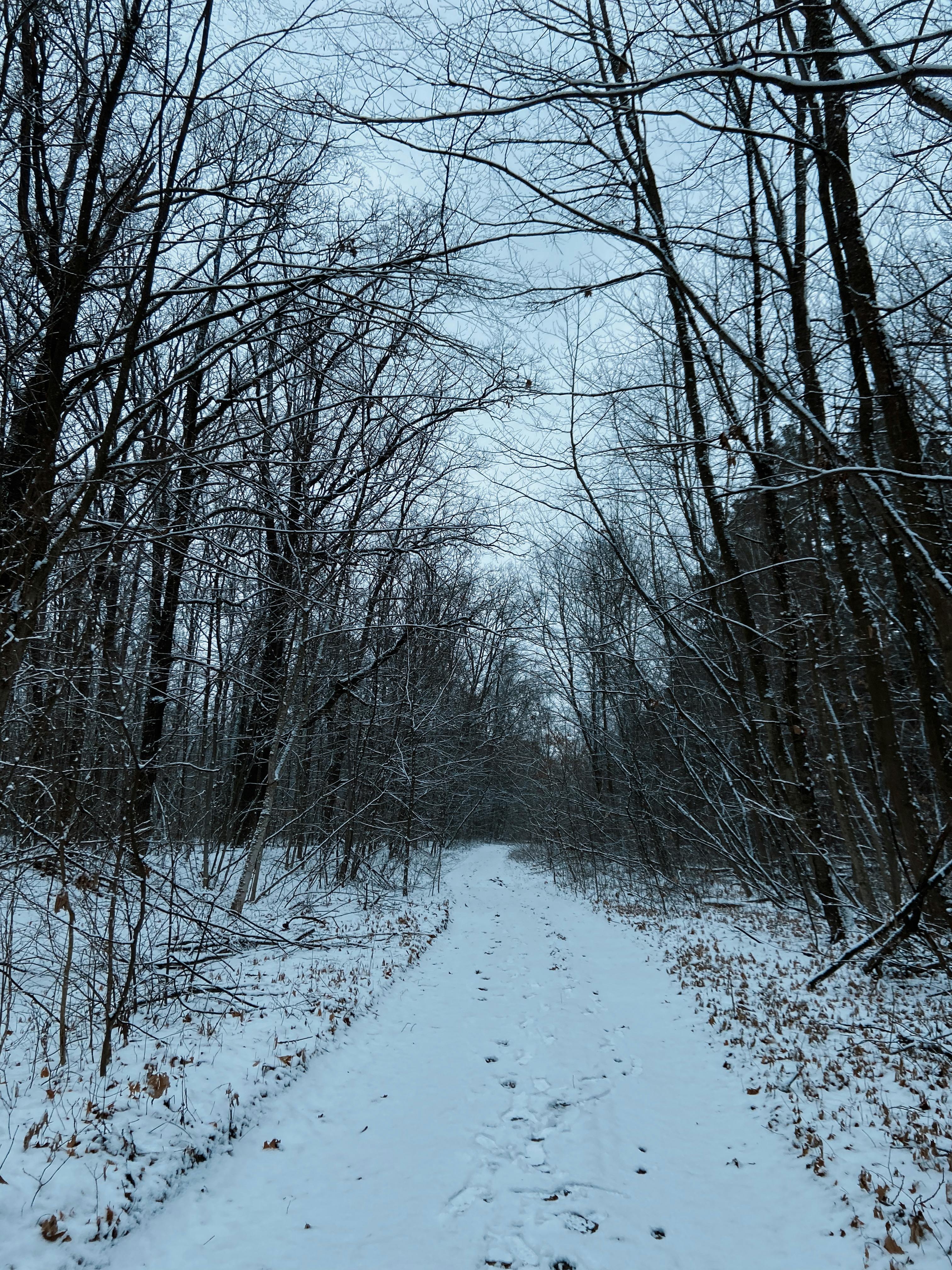Serene Snow-Covered Pathway in Winter Forest · Free Stock Photo