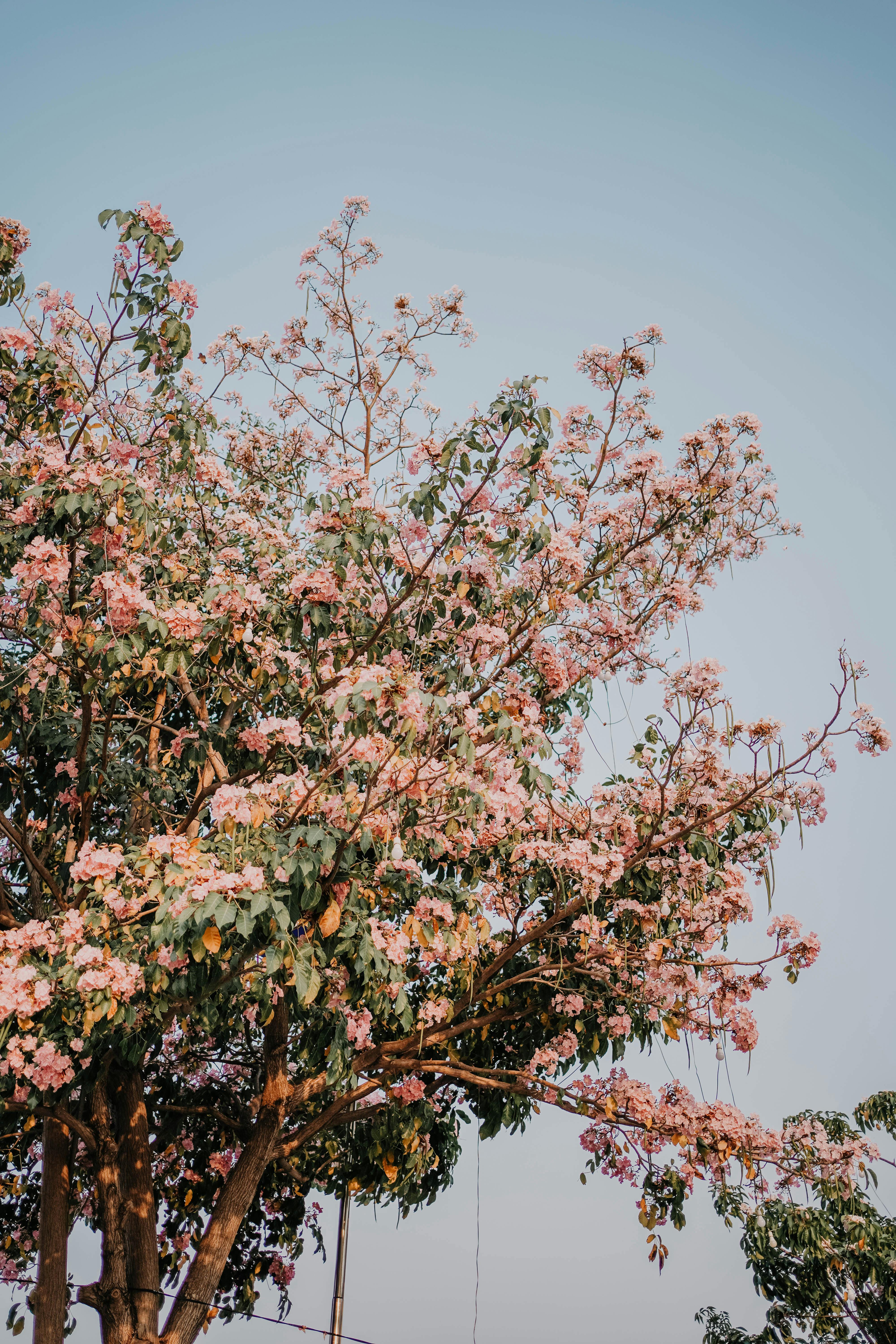 Blooming Tree Against Clear Sky in Phnom Penh · Free Stock Photo