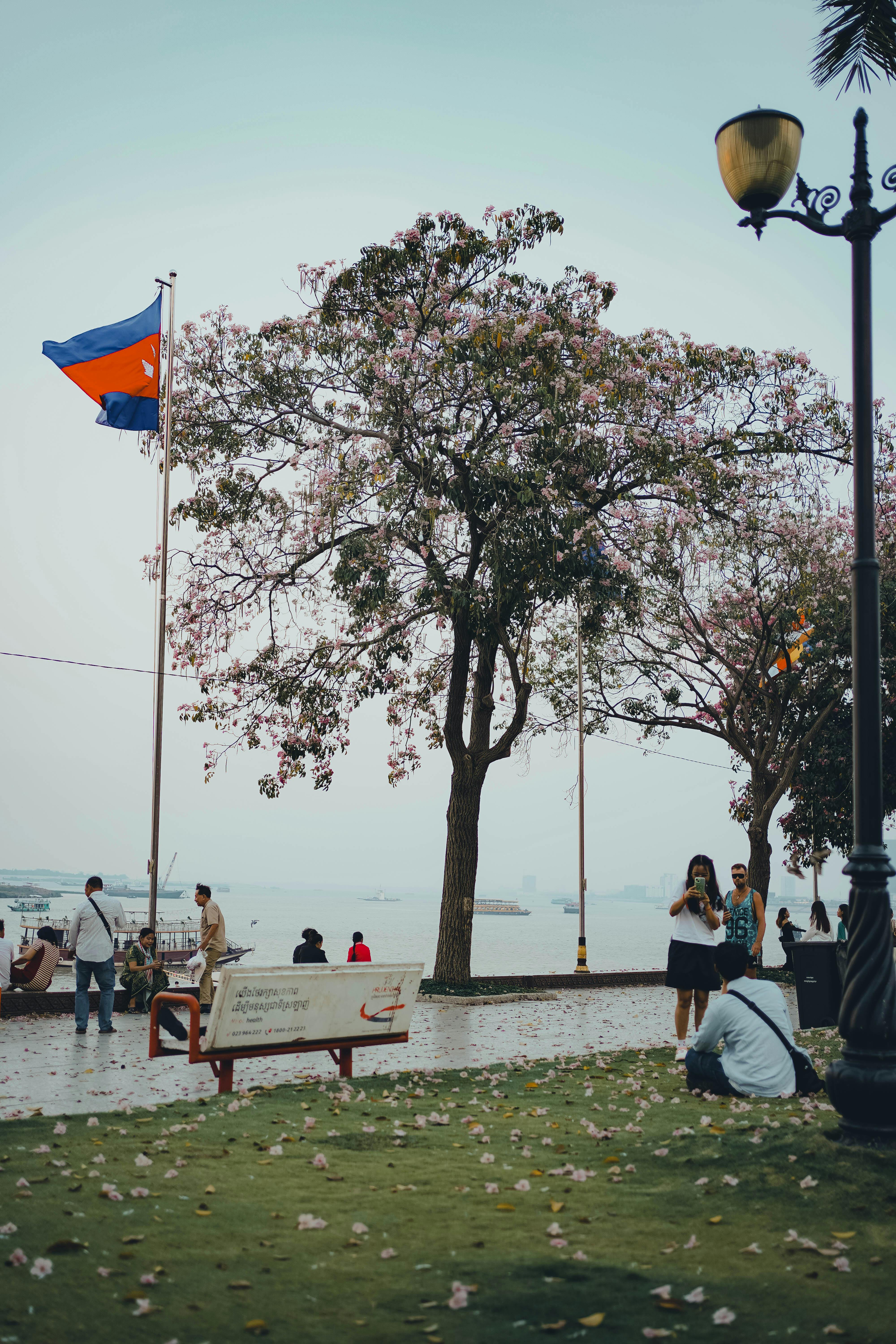 Riverside Stroll in Phnom Penh with Blossoming Trees · Free Stock Photo