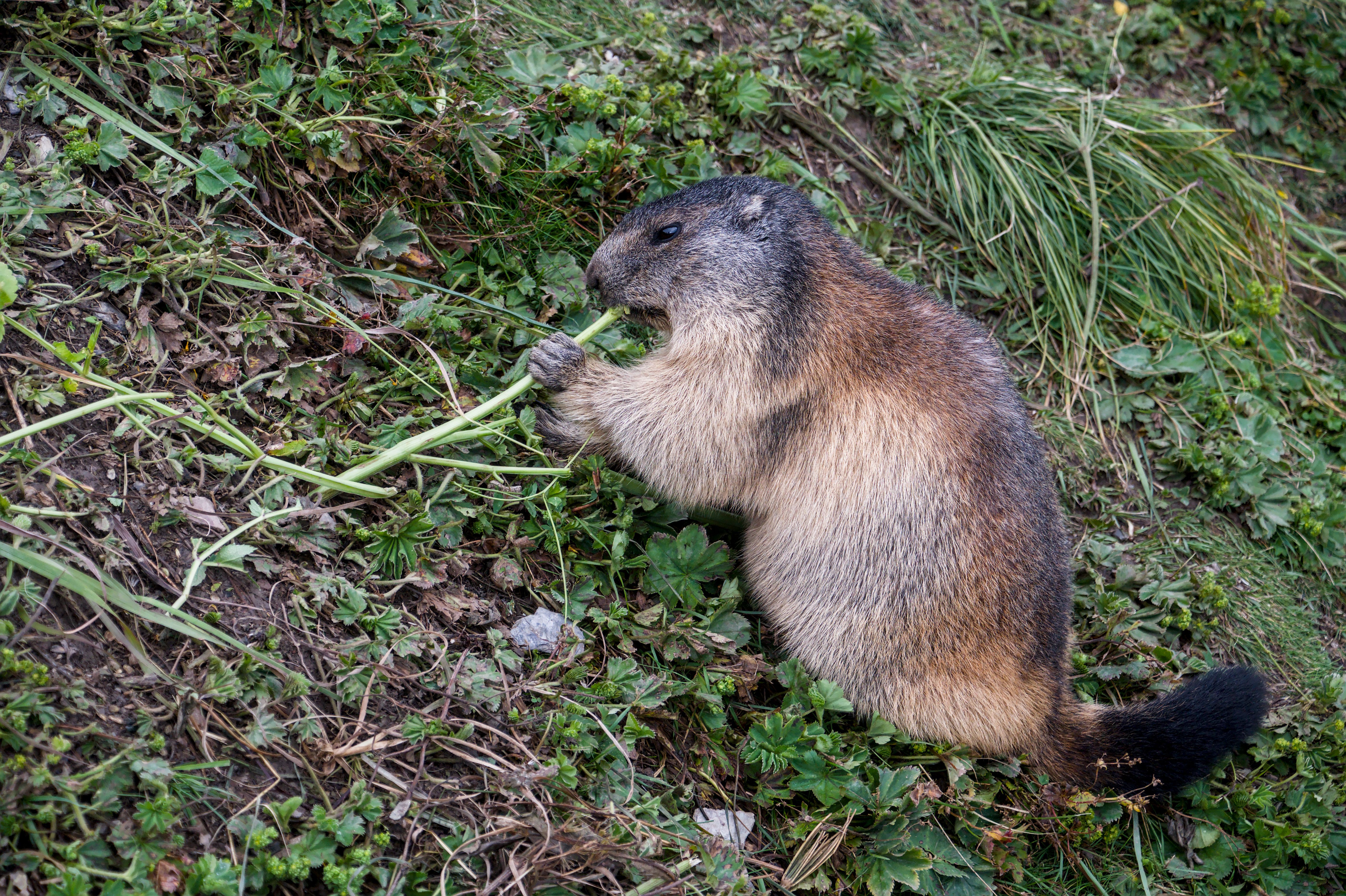 Alpine Marmot in Swiss Natural Habitat · Free Stock Photo