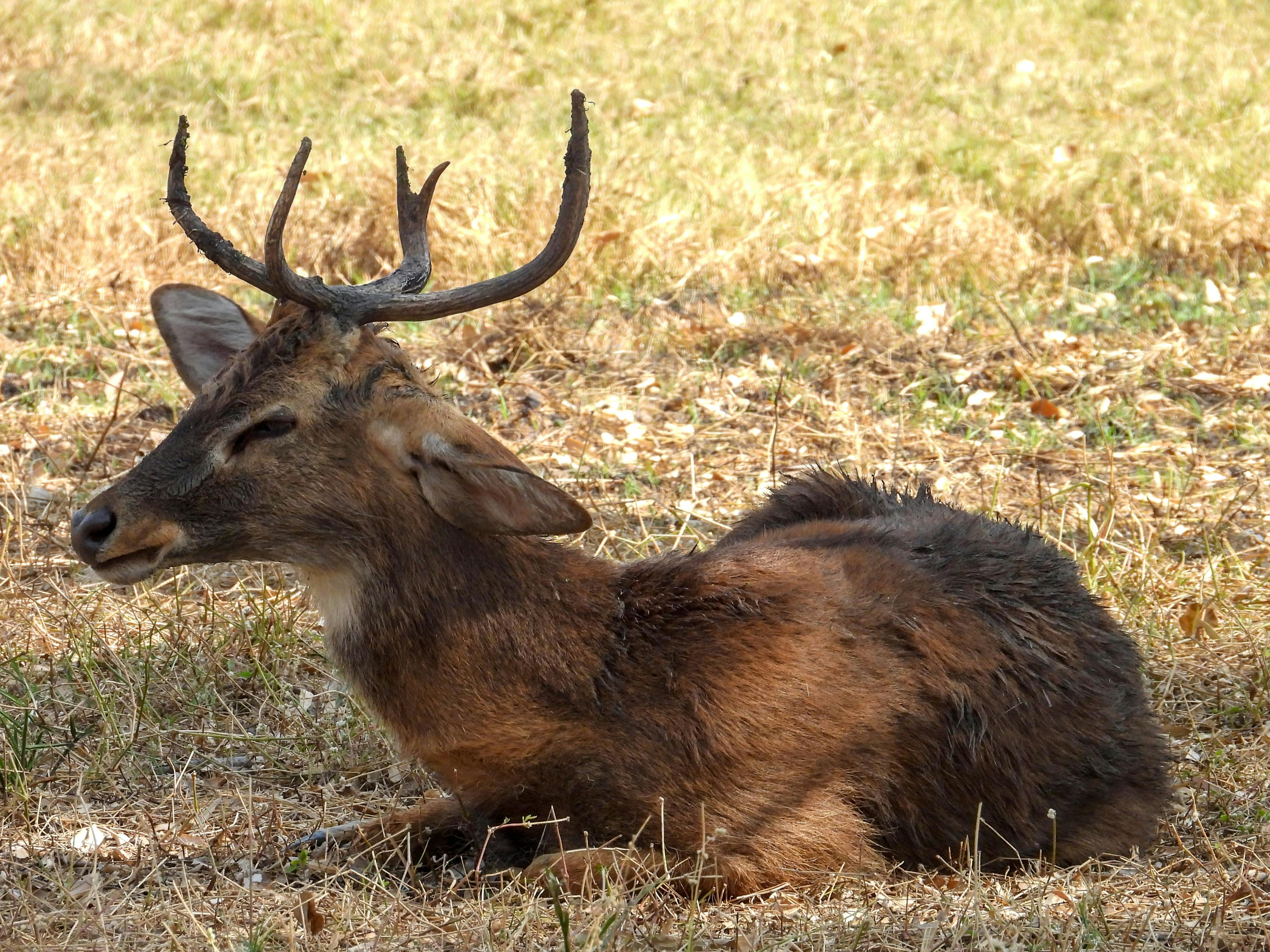 Resting Deer in Grassy Meadow During Daytime · Free Stock Photo