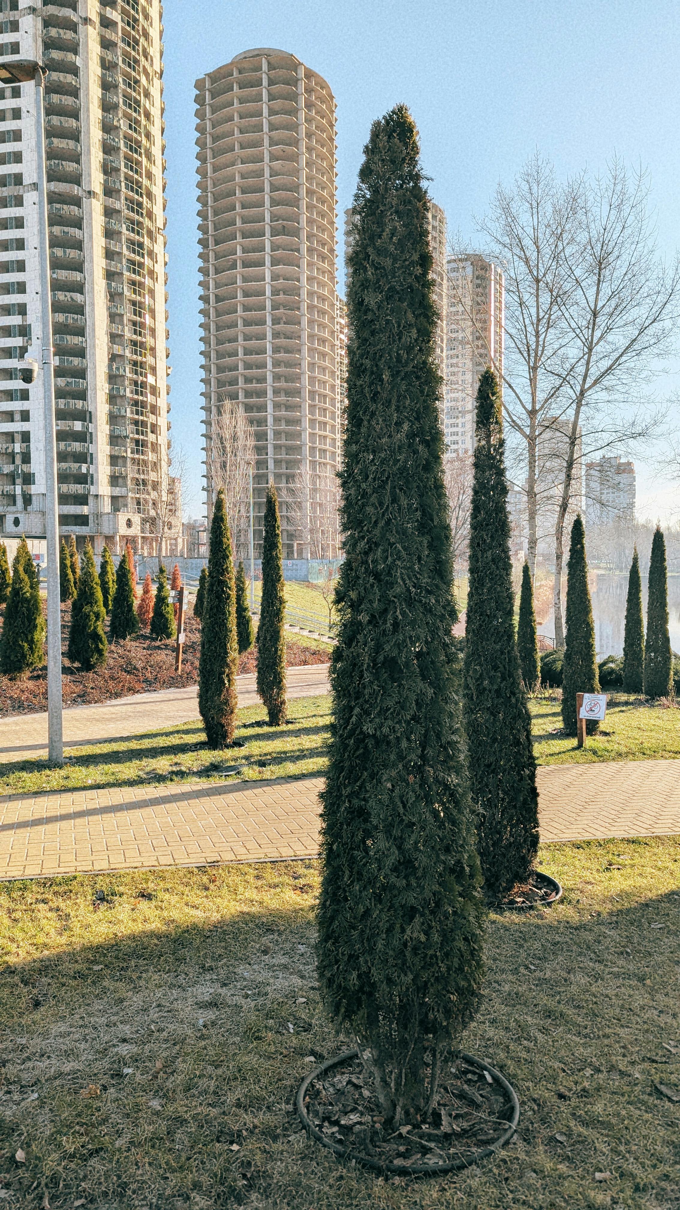 Tall Cypress Trees in Urban Kyiv Setting · Free Stock Photo