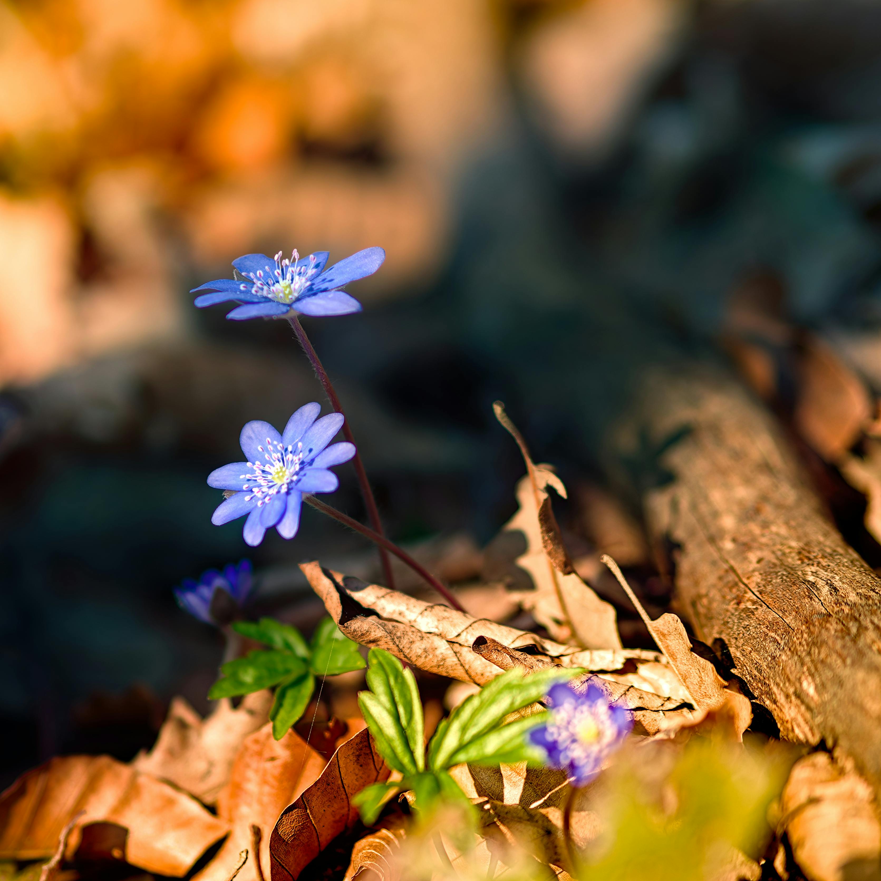 Vibrant Hepatica Blooms Amidst Autumn Leaves · Free Stock Photo