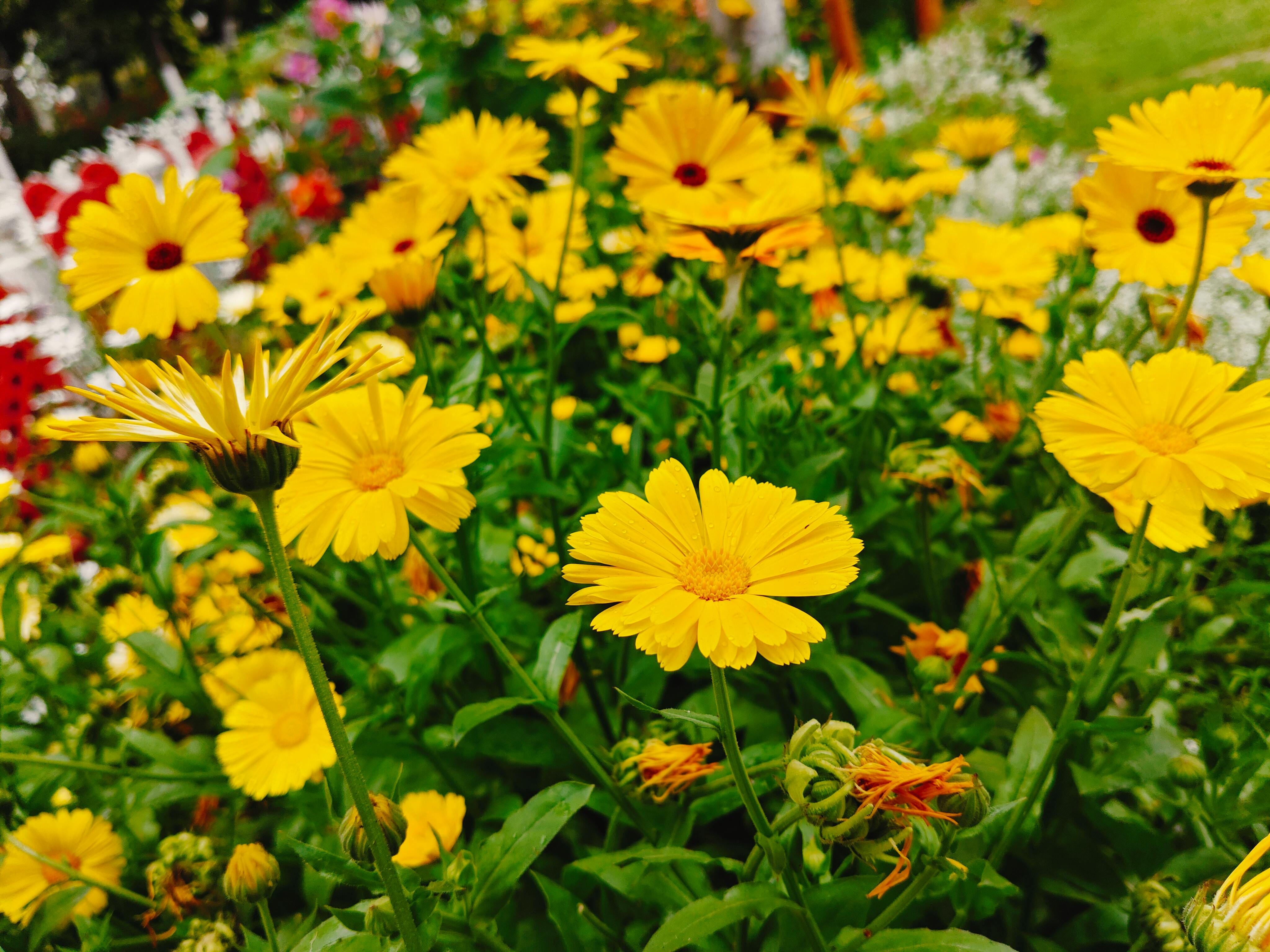 Vibrant Yellow Marigolds in Bloom Outdoor Garden · Free Stock Photo