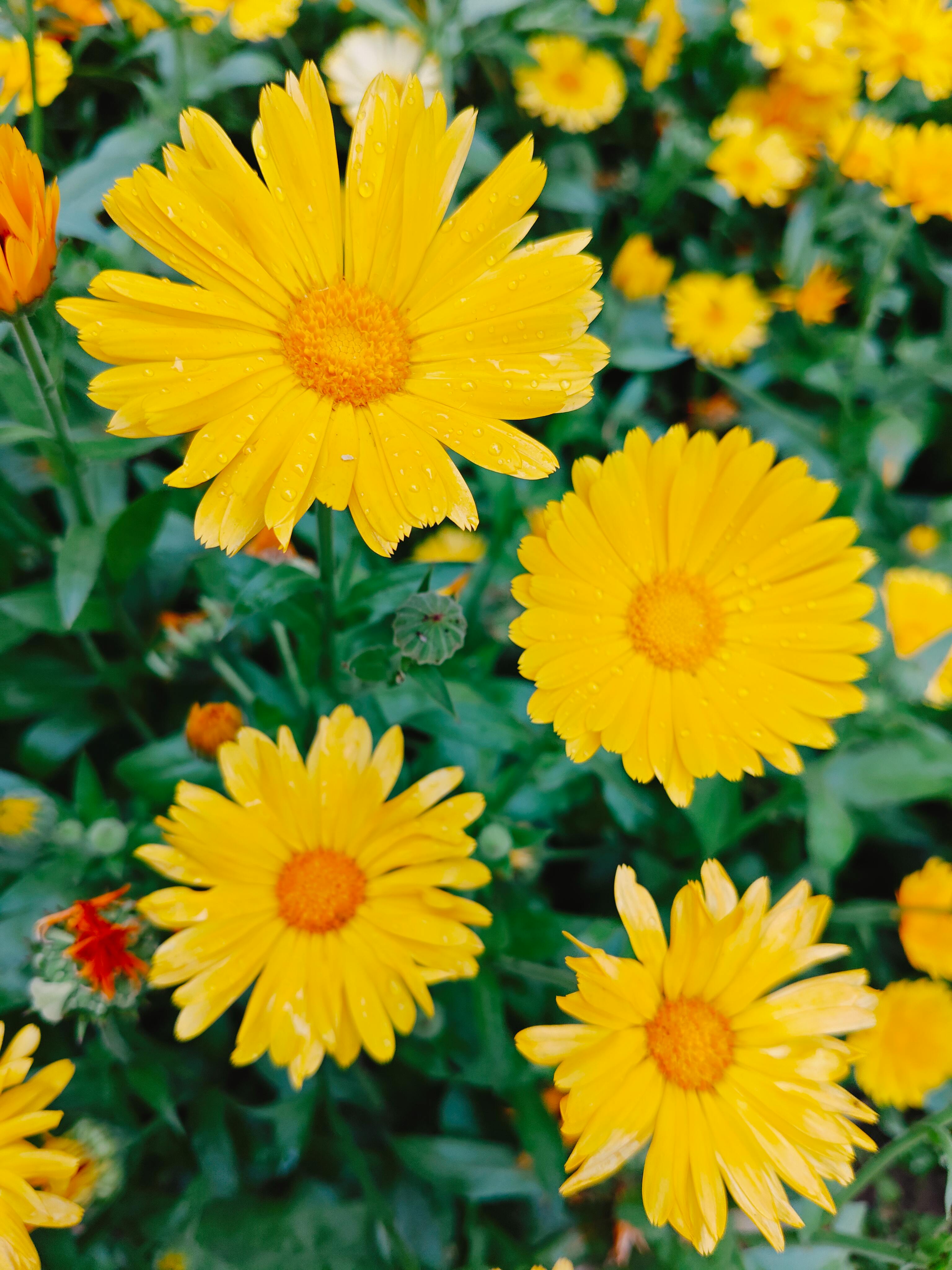 Krisan Kuning Cerah Yang Mekar Penuh · Foto Stok Gratis