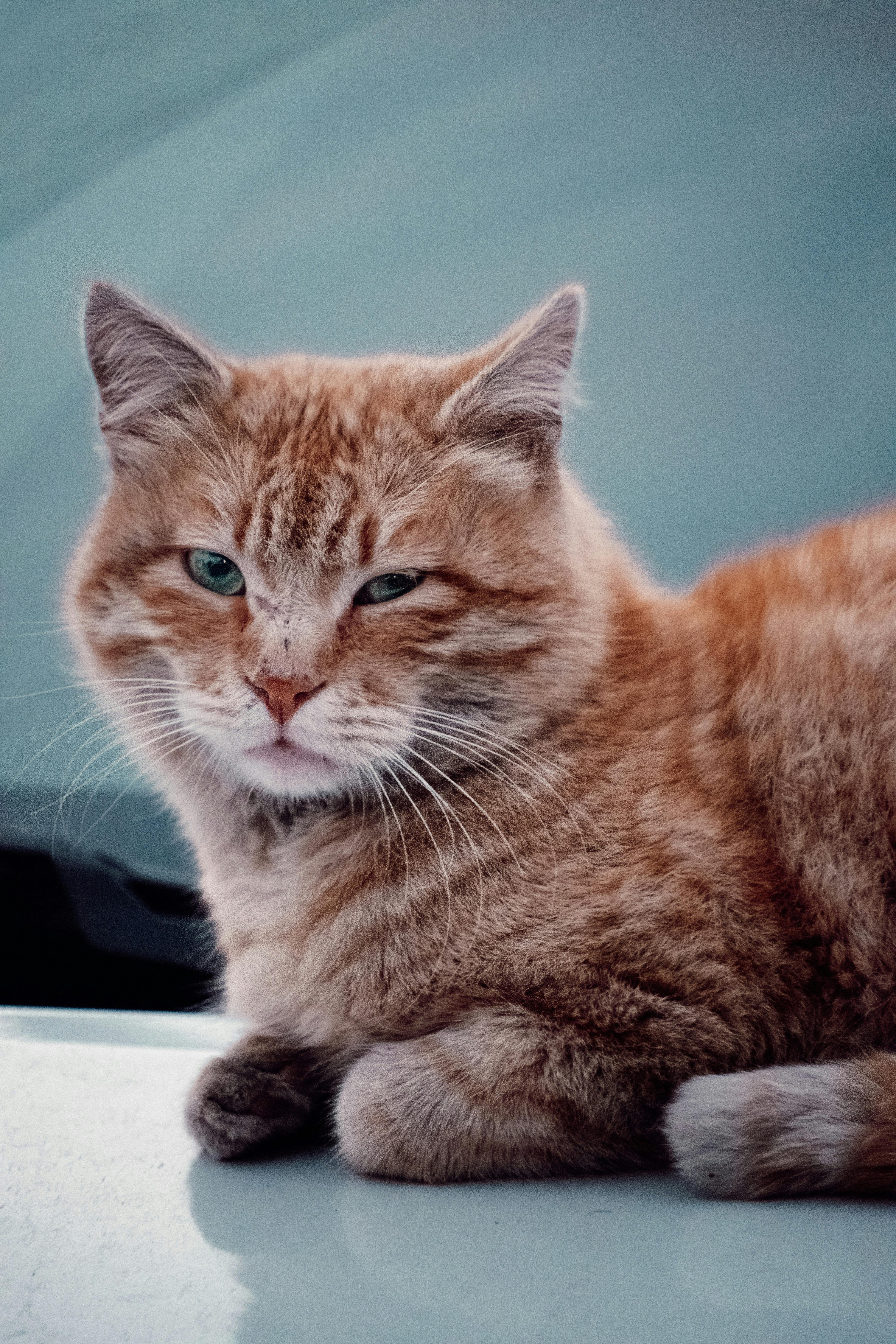 Cats Memes Photos, Download The BEST Free Cats Memes Stock Photos & HD ...