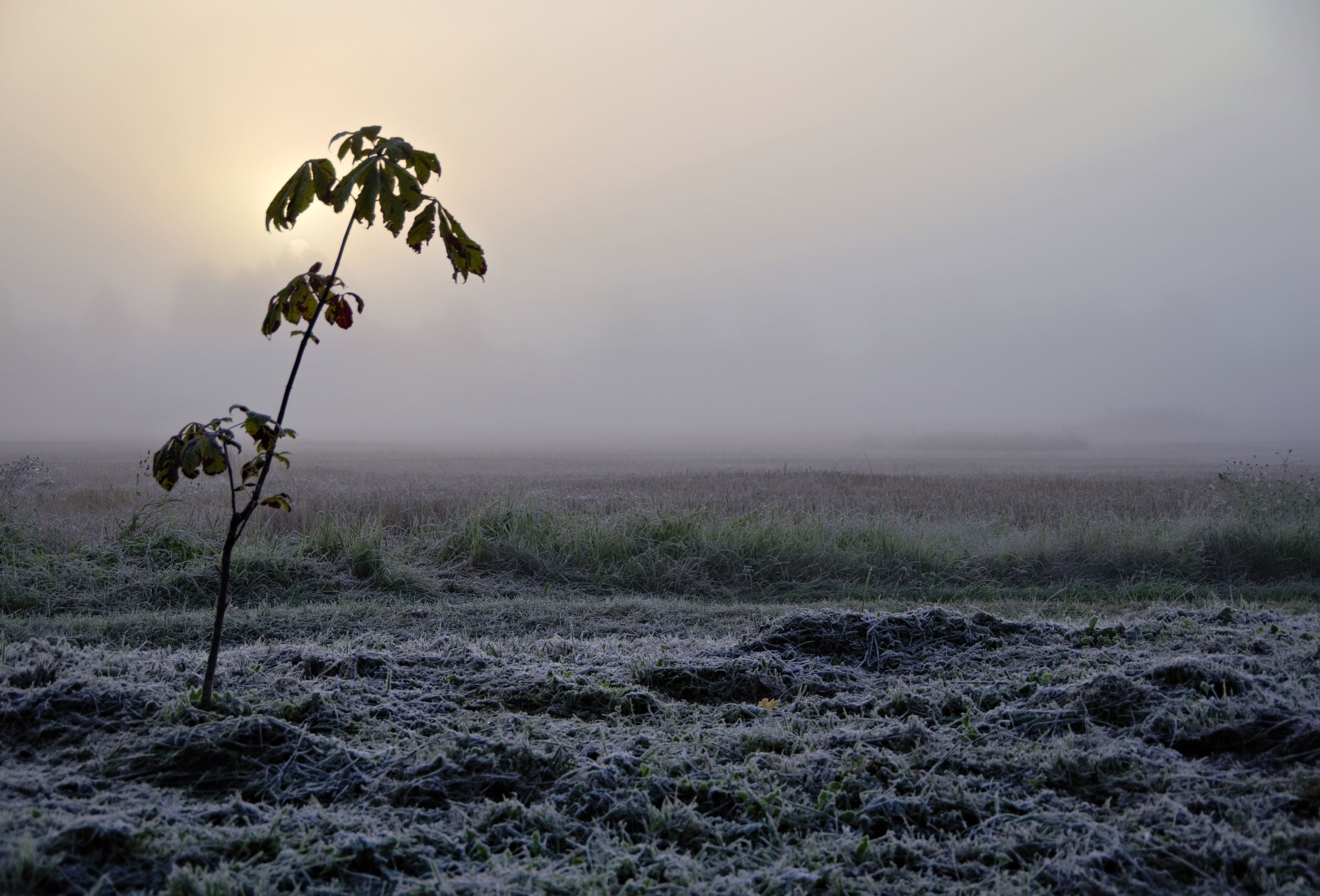 Serene Frosty Morning Landscape with Sunrise · Free Stock Photo