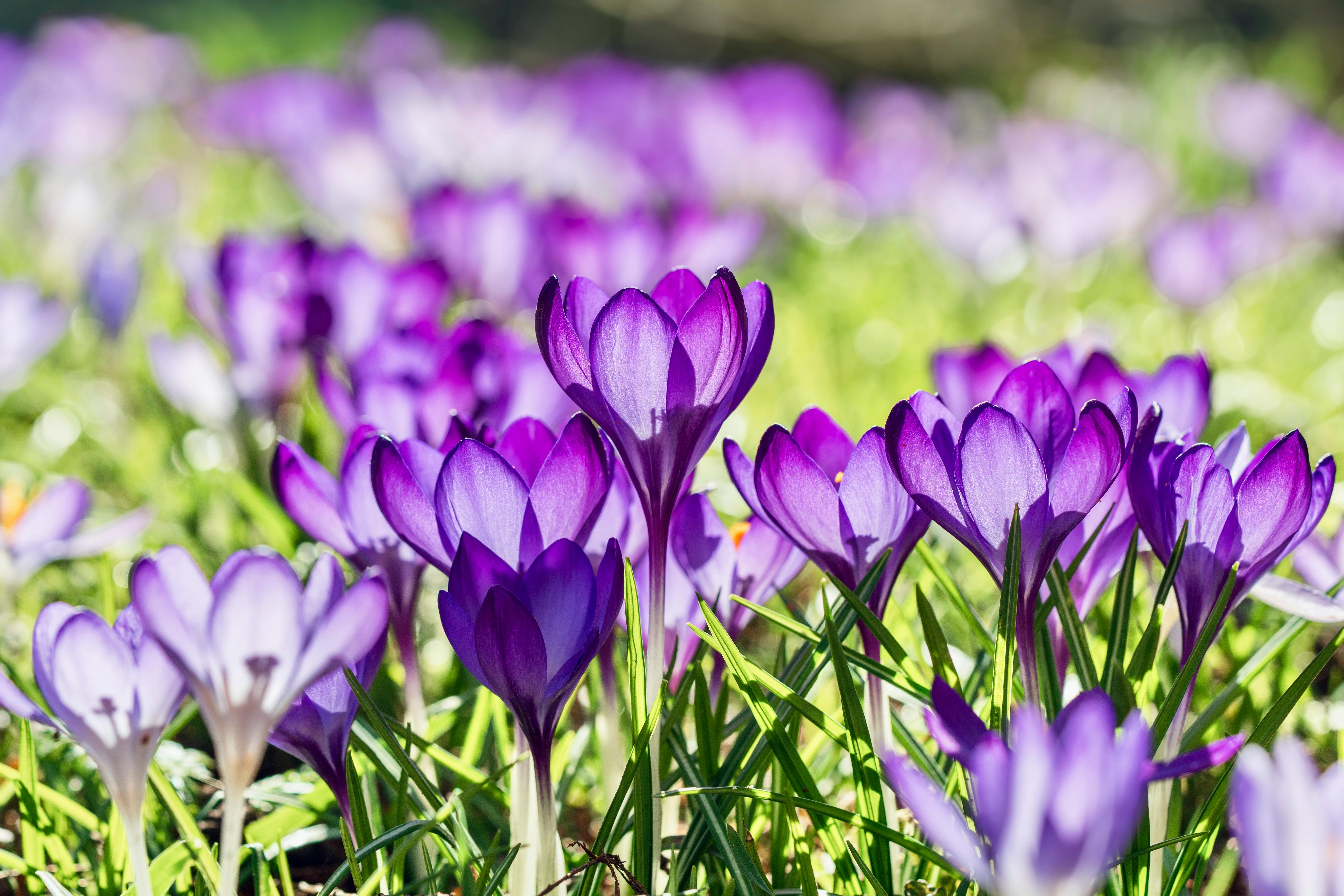 Purple Crocuses Blooming in Springtime Garden · Free Stock Photo