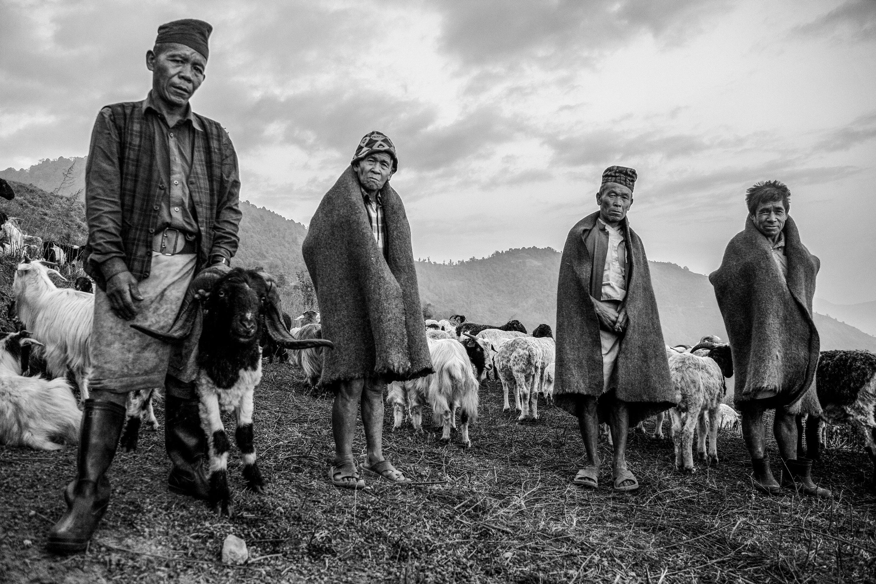 Traditional Shepherds with Goats in Nepal Highlands · Free Stock Photo