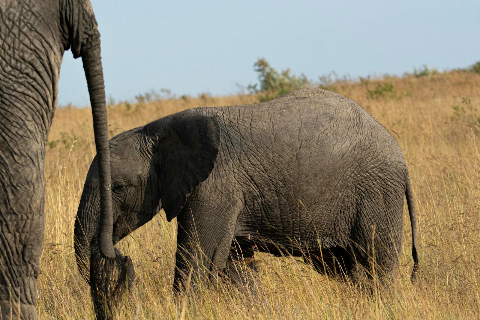 Baby Elephant Photos, Download The BEST Free Baby Elephant Stock Photos ...