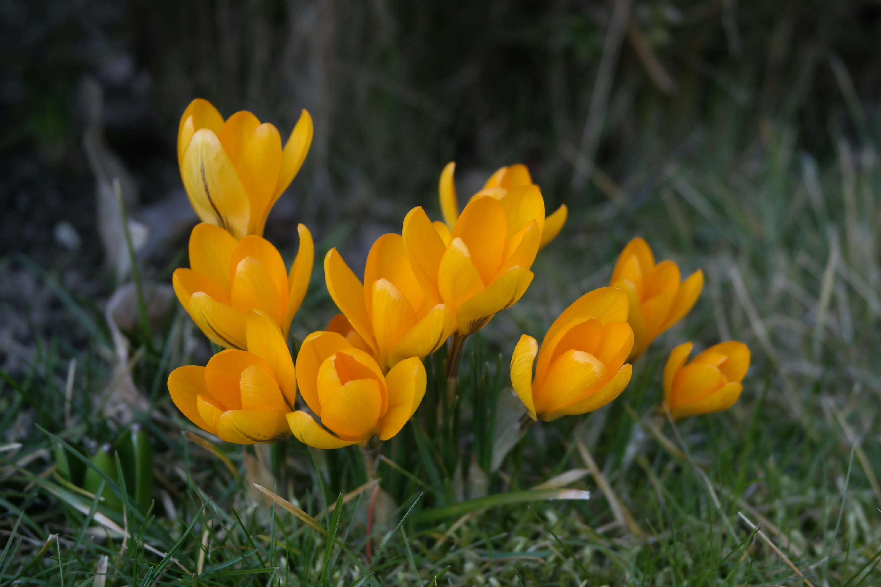 Sunny Yellow Spring Crocus Flowers in Bloom · Free Stock Photo
