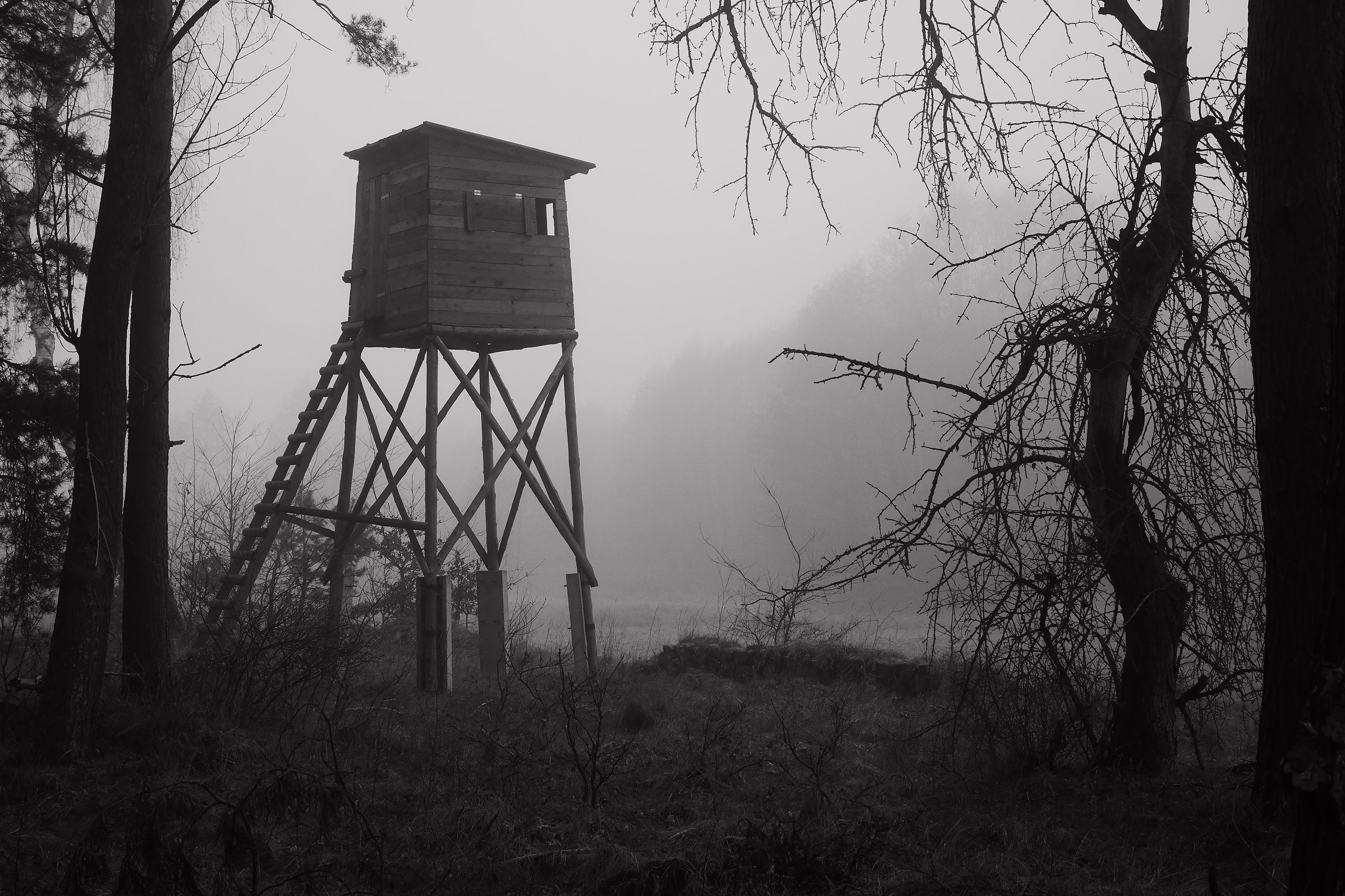 Moody Forest Scene with Wooden Observation Tower · Free Stock Photo