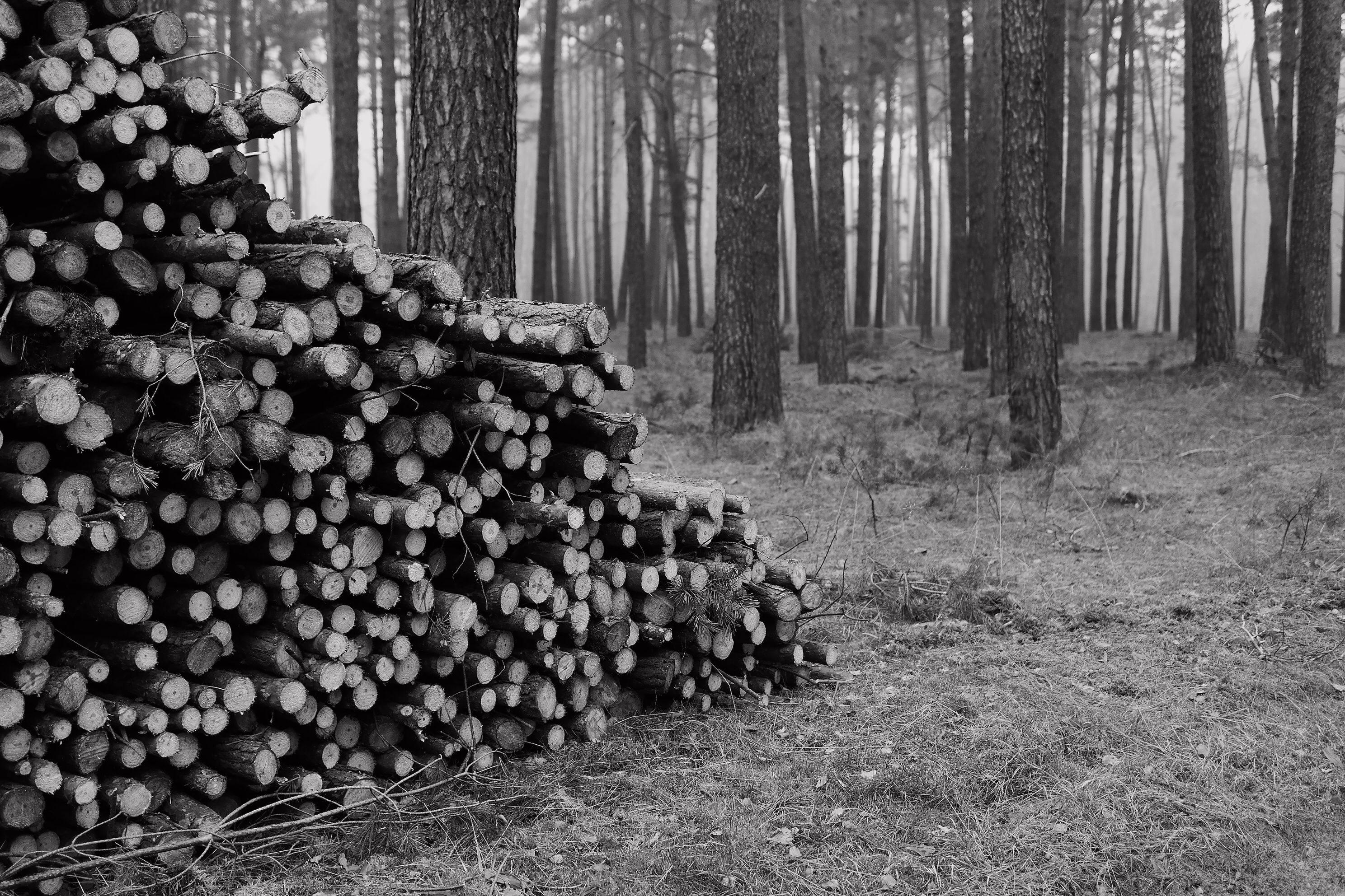 Horizontal Wooden Logs Photos, Download The BEST Free Horizontal Wooden ...