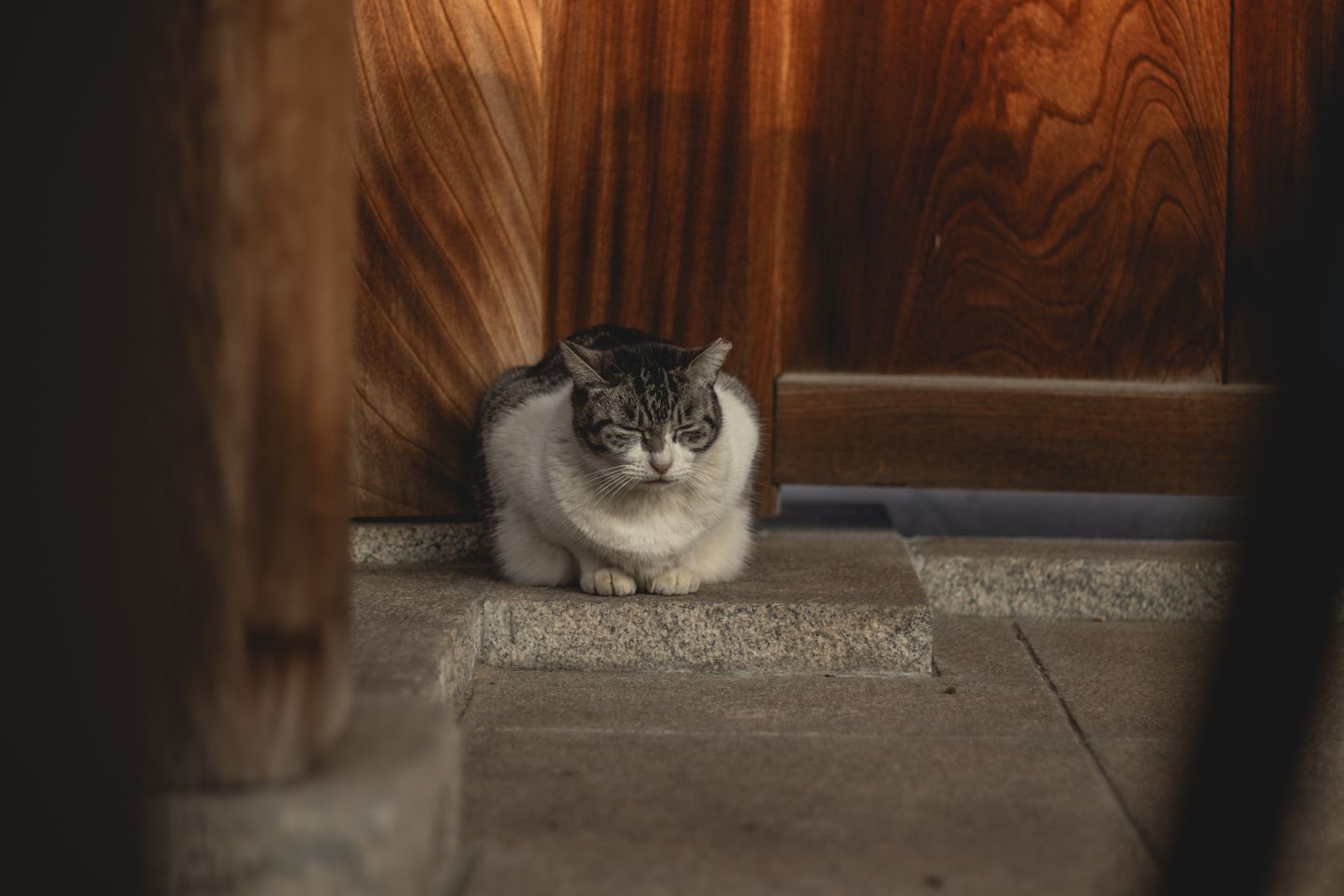 Explore Cats in Japan: Traditions, Islands, and Temple Cats