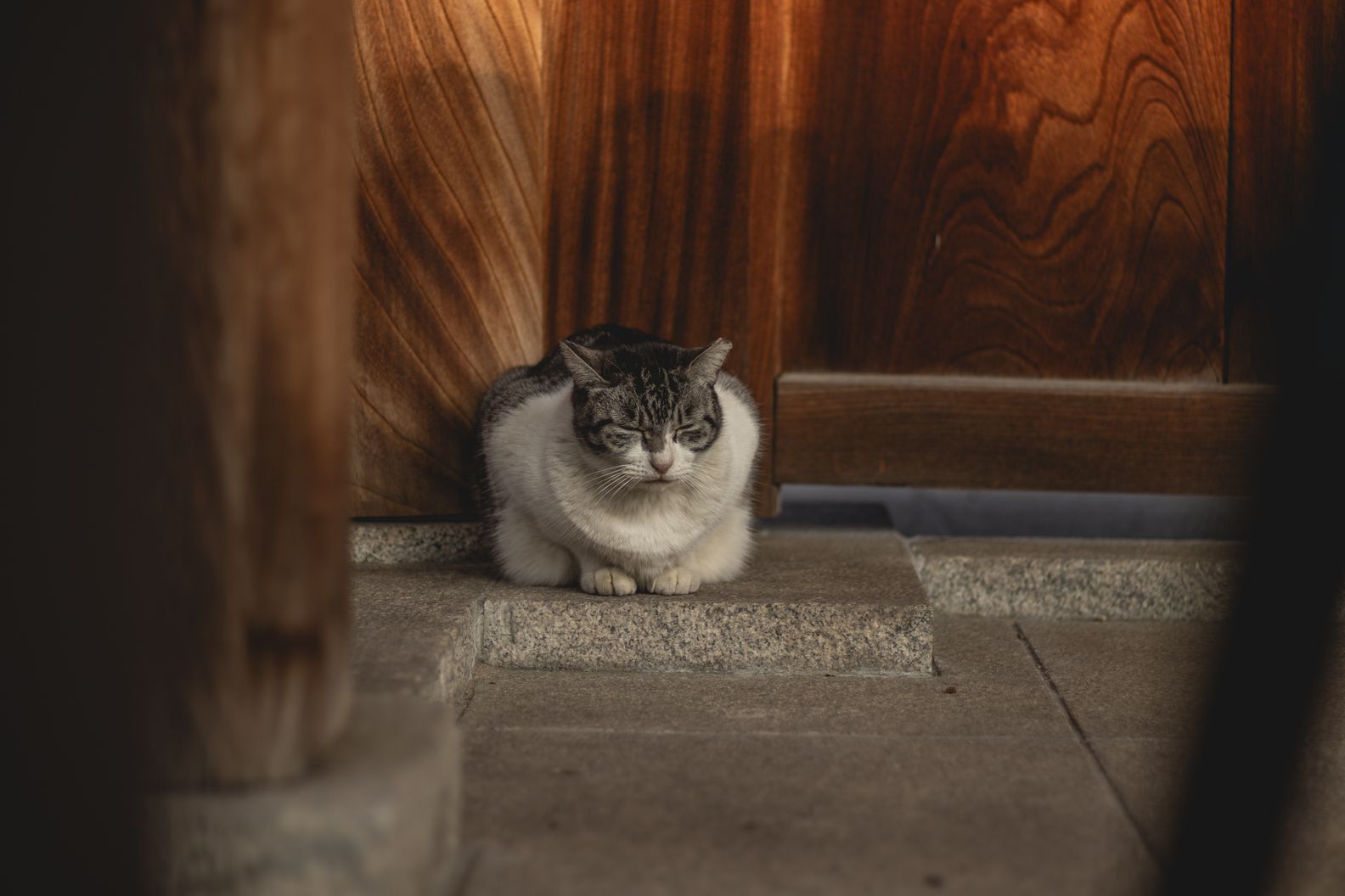 Explore Cats in Japan: Traditions, Islands, and Temple Cats
