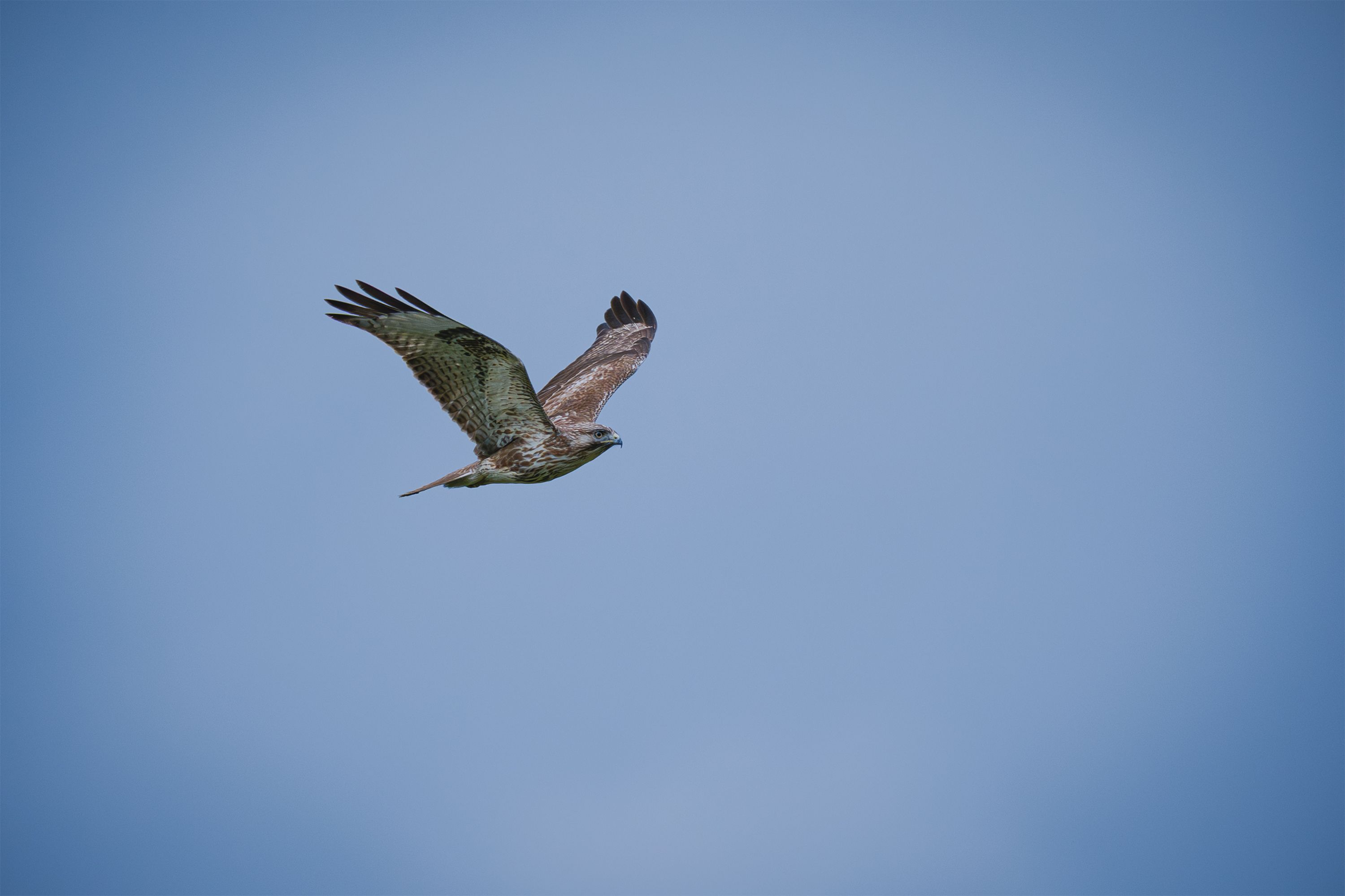 Majestic Buzzard Gliding in Clear Blue Sky · Free Stock Photo