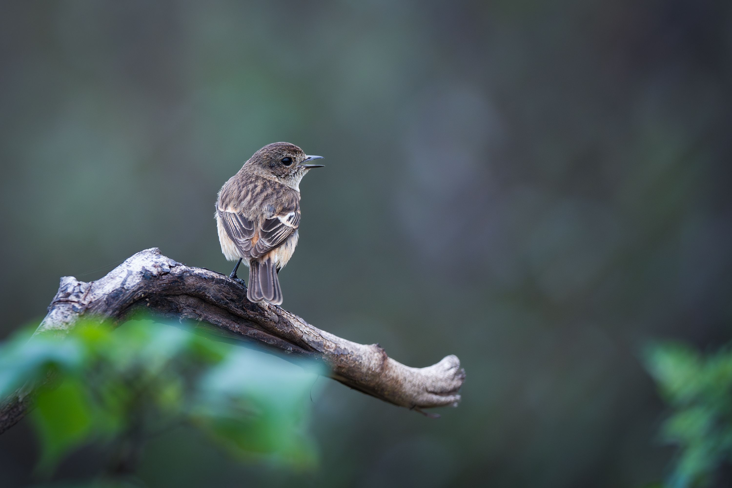 Close-up of a Small Bird on a Branch · Free Stock Photo