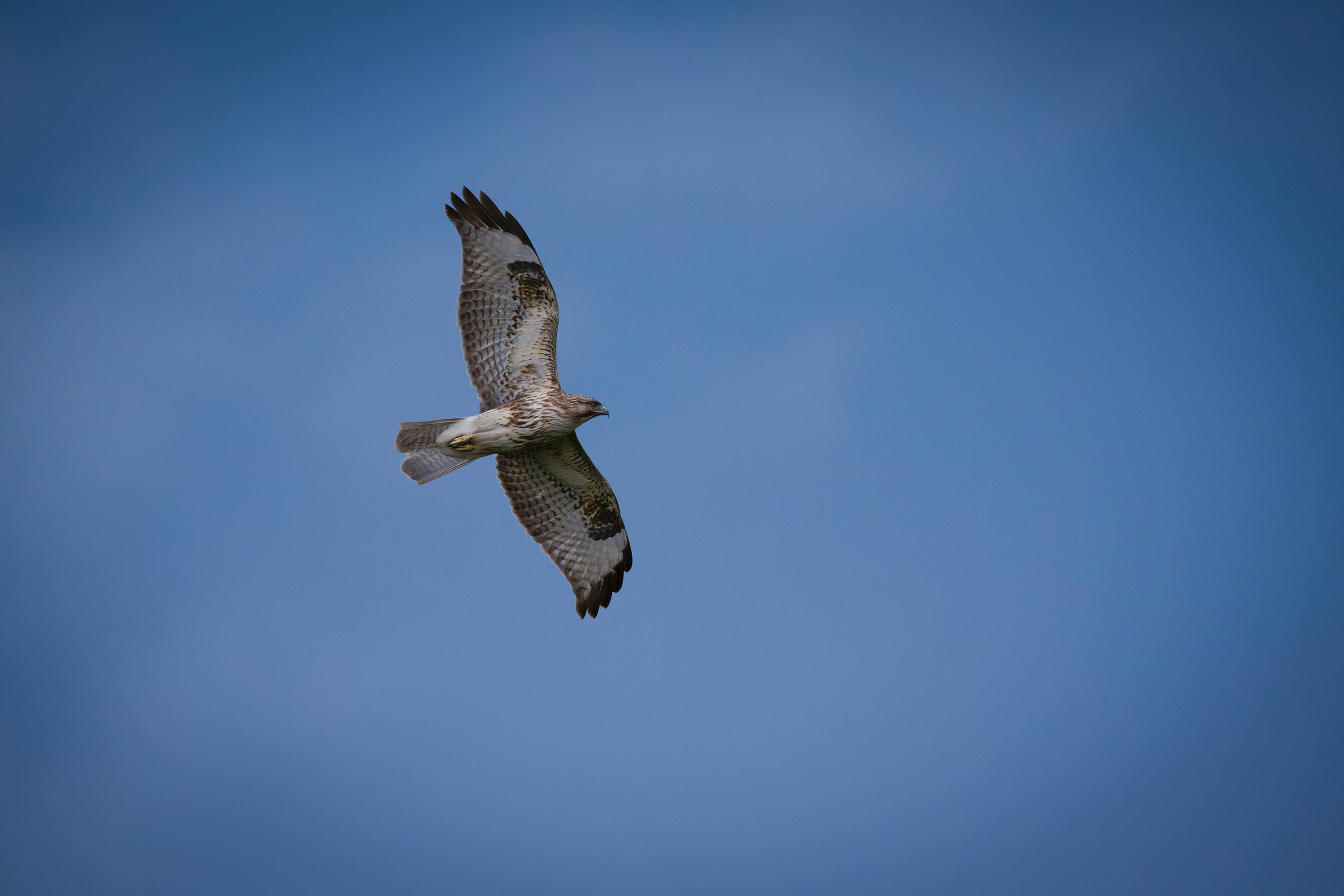 Red-tailed Hawk Soaring in Clear Blue Sky · Free Stock Photo