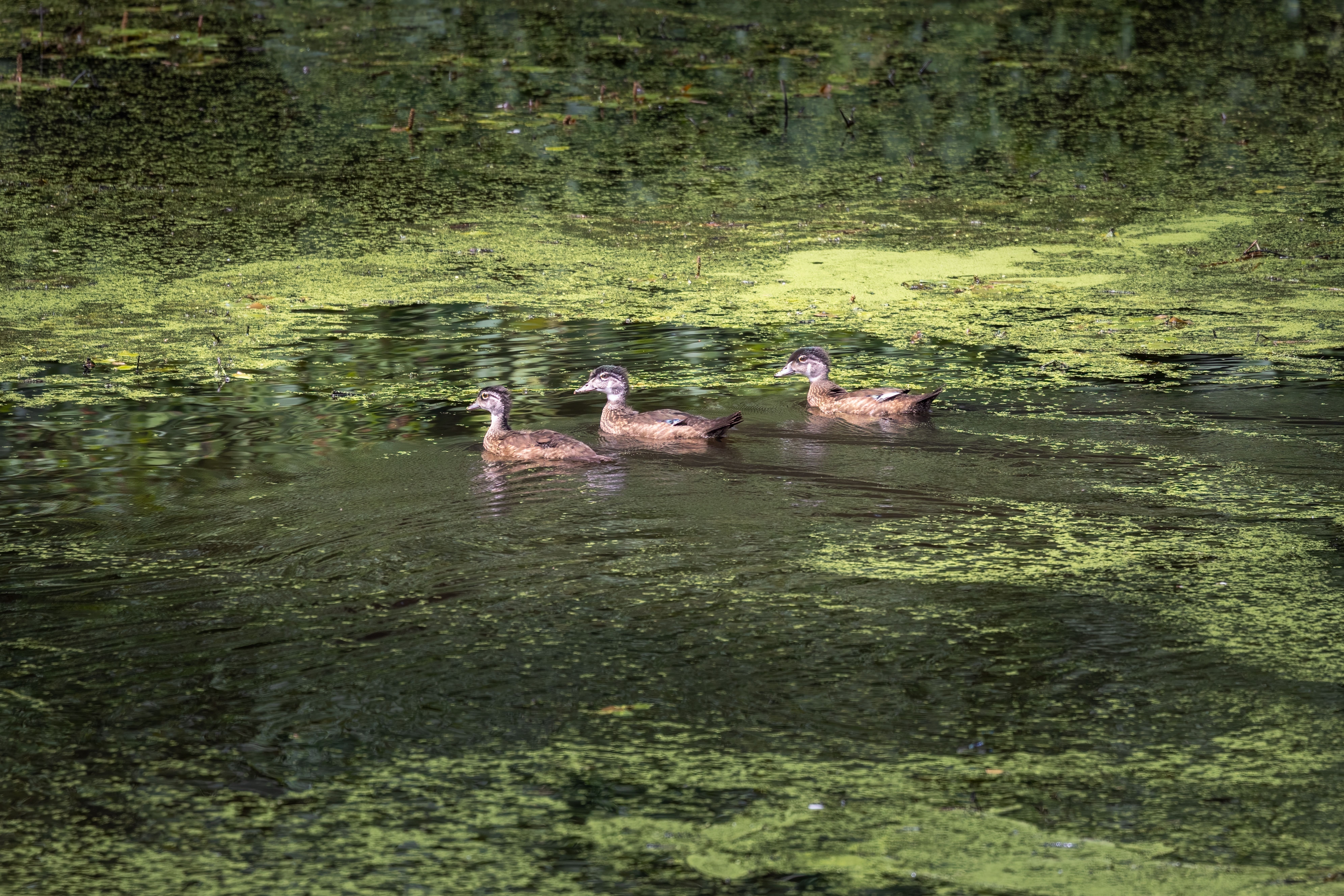 Wood Ducks Swimming in a Green Pond in Southborough · Free Stock Photo