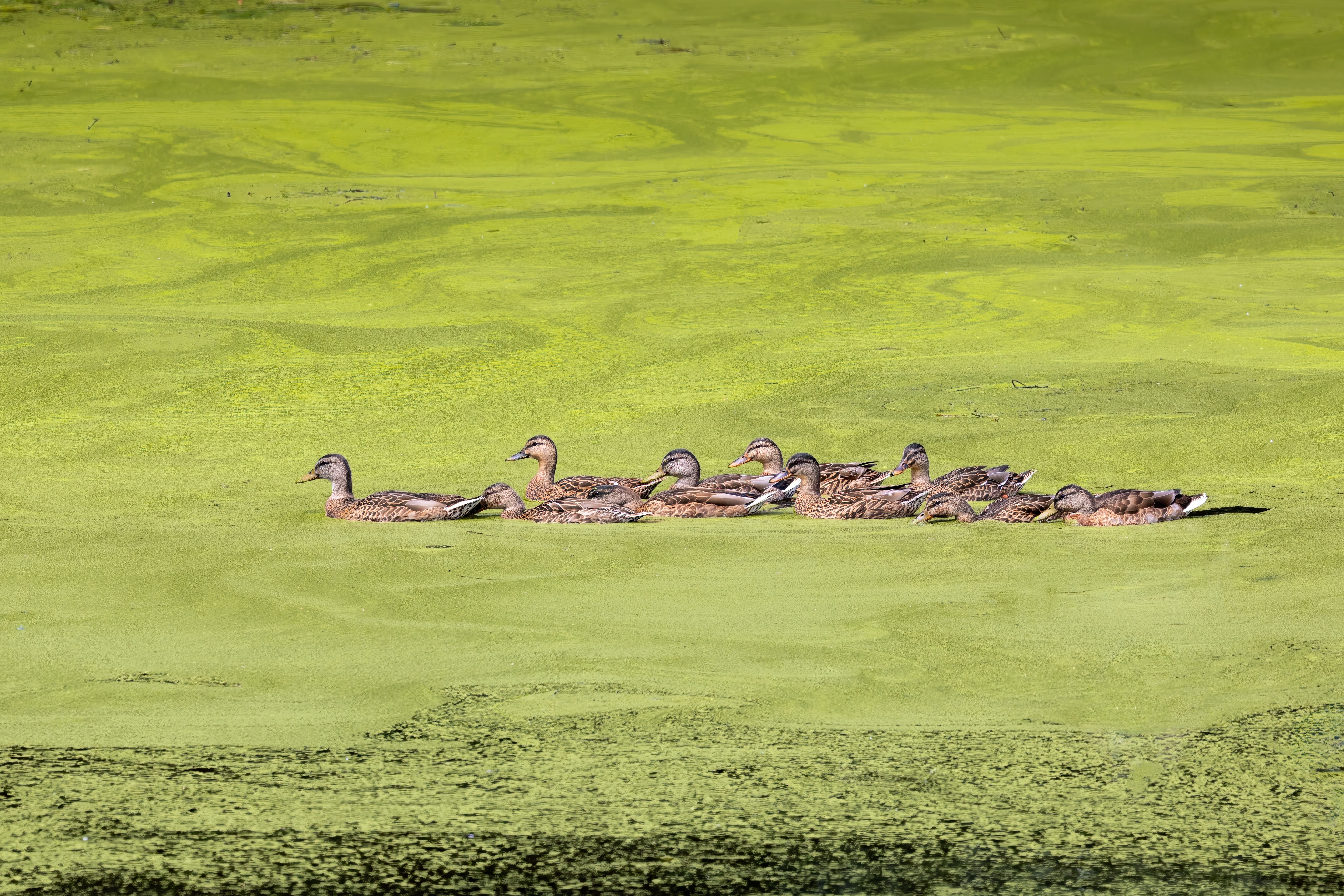 Wood Ducks Swimming in Algae-Covered Pond · Free Stock Photo