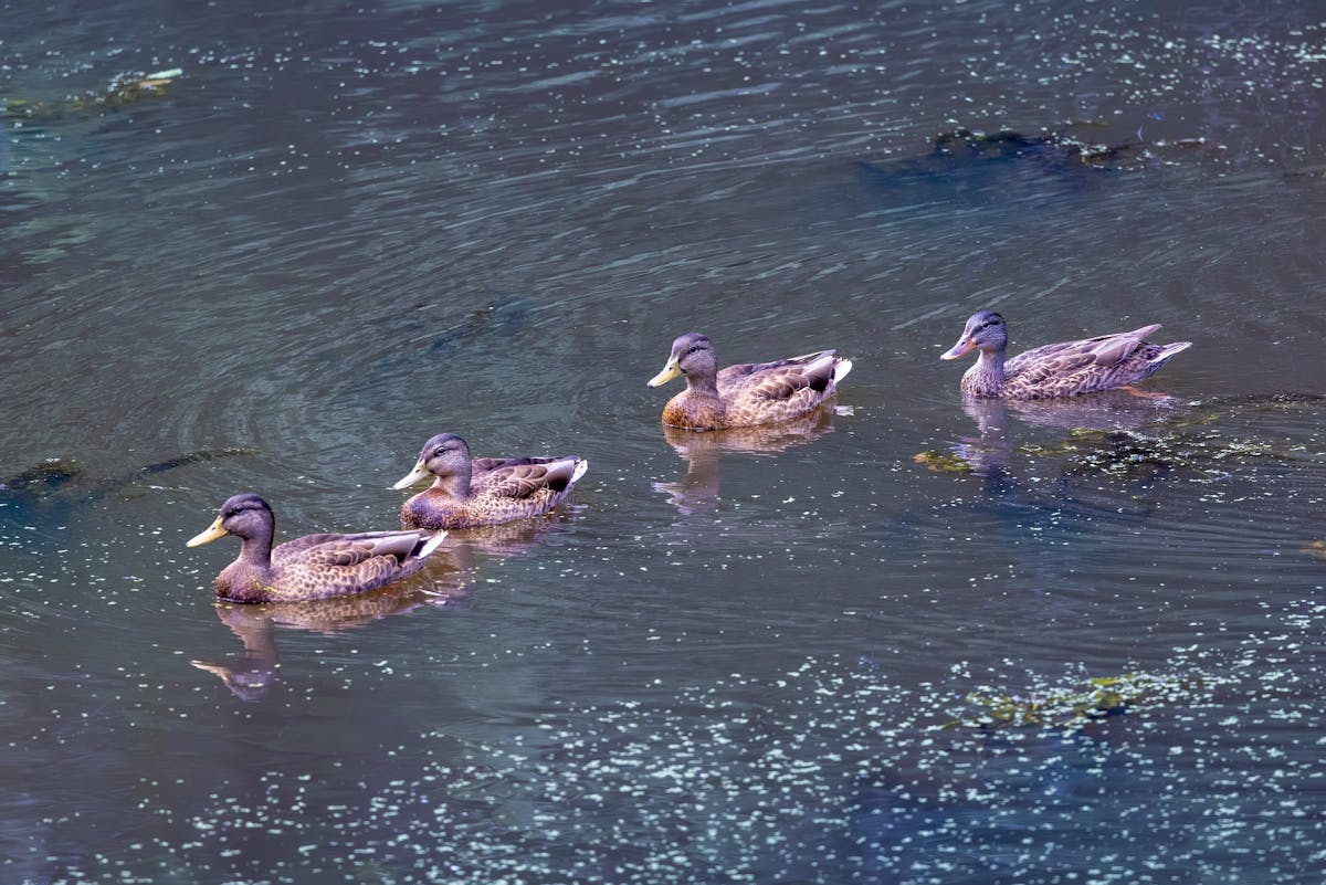 Duck Wallpaper Photos, Download The BEST Free Duck Wallpaper Stock ...