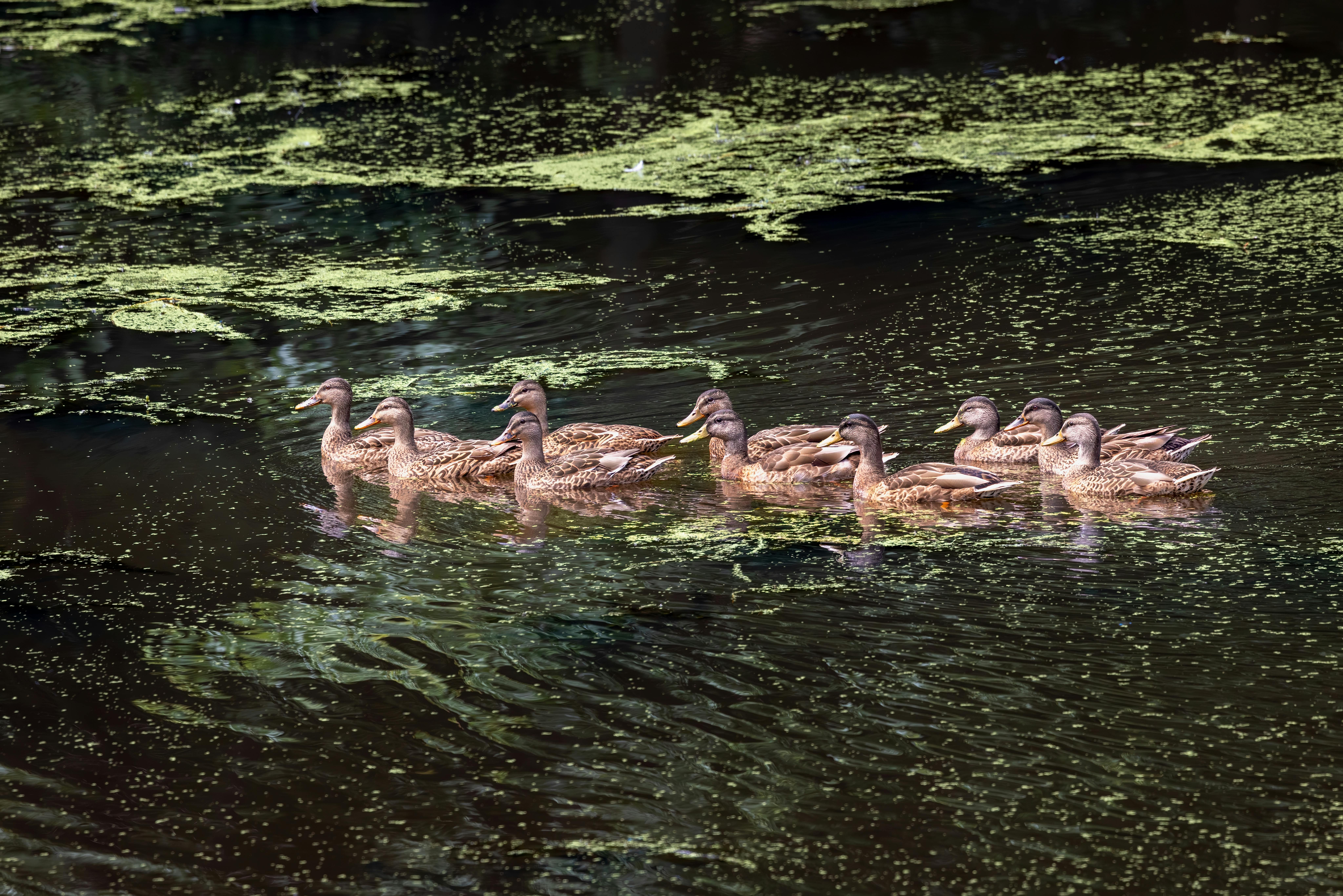 Coll Animal Wallpaper Photos, Download The BEST Free Coll Animal ...