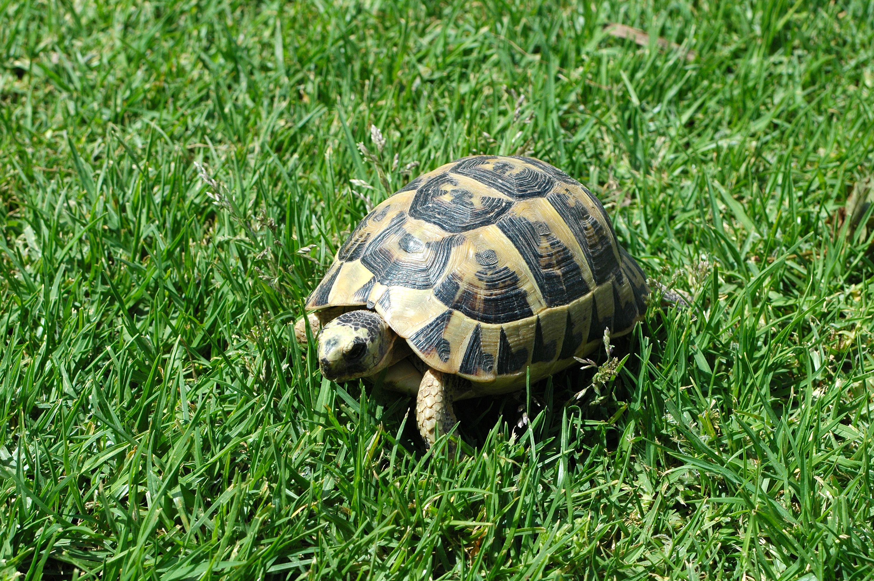 Tortoise Browsing Grass in Tunisian Sunlight · Free Stock Photo