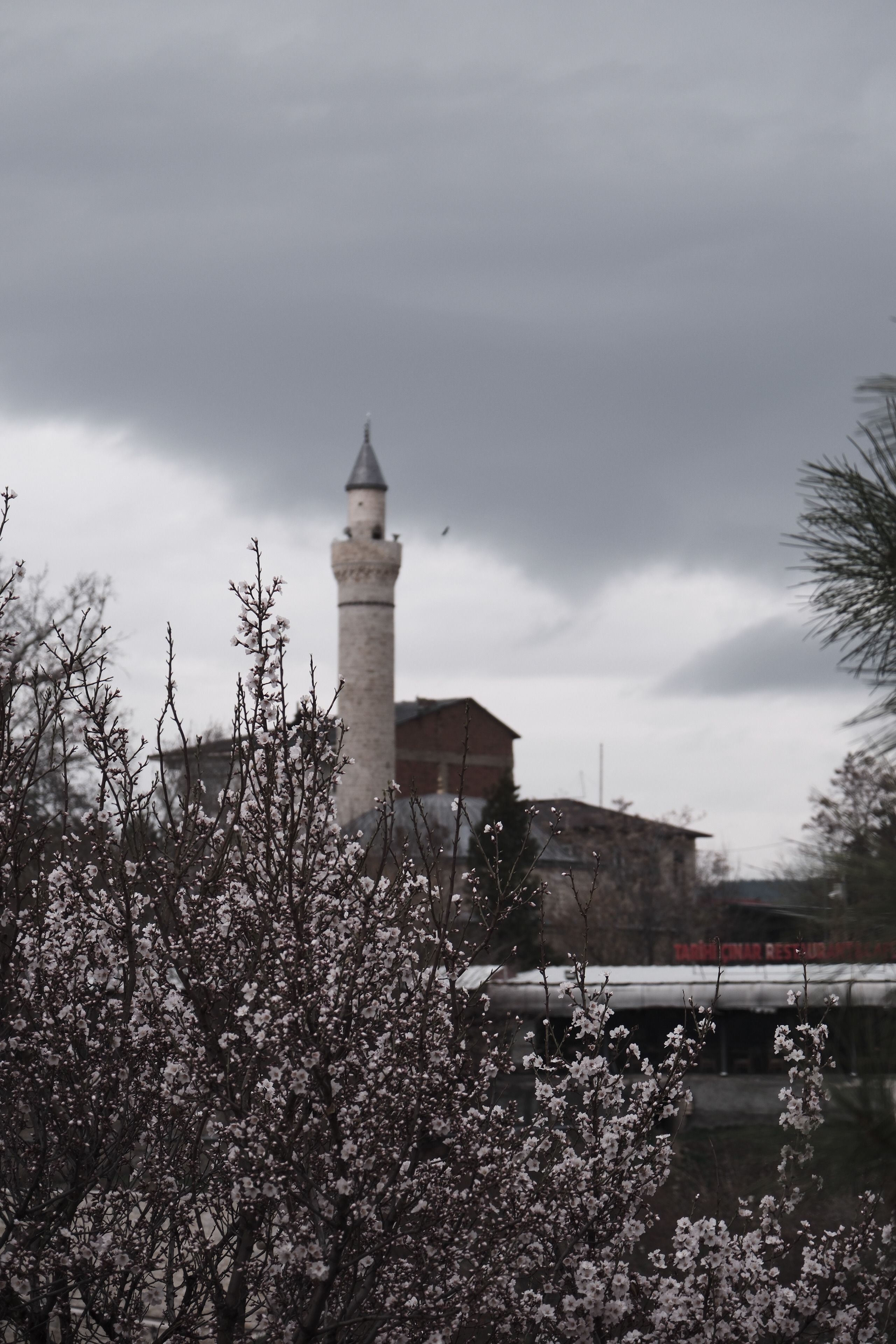 Mosque Minaret with Blooming Spring Trees · Free Stock Photo