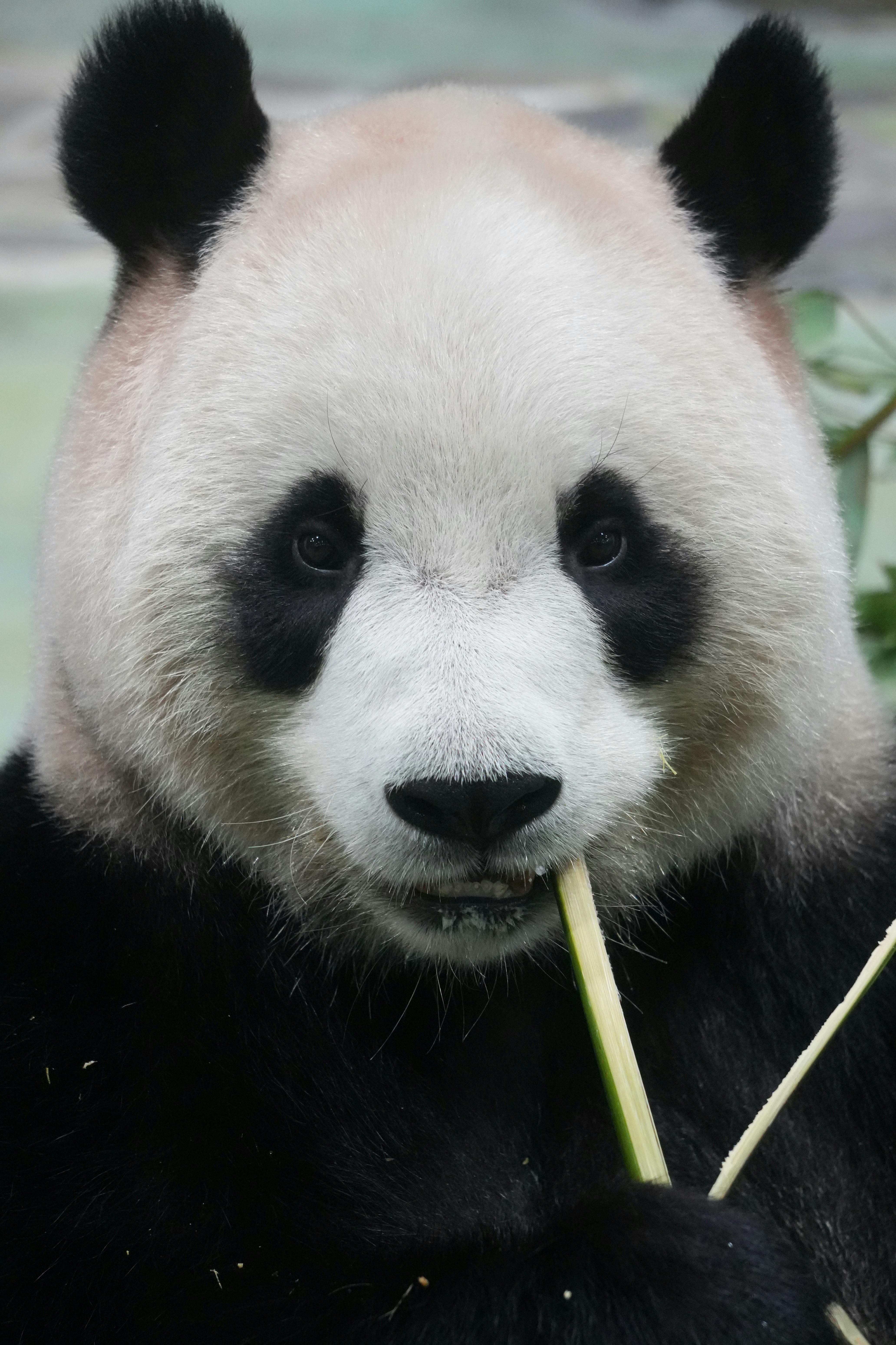 Panda Sitting on Branch · Free Stock Photo