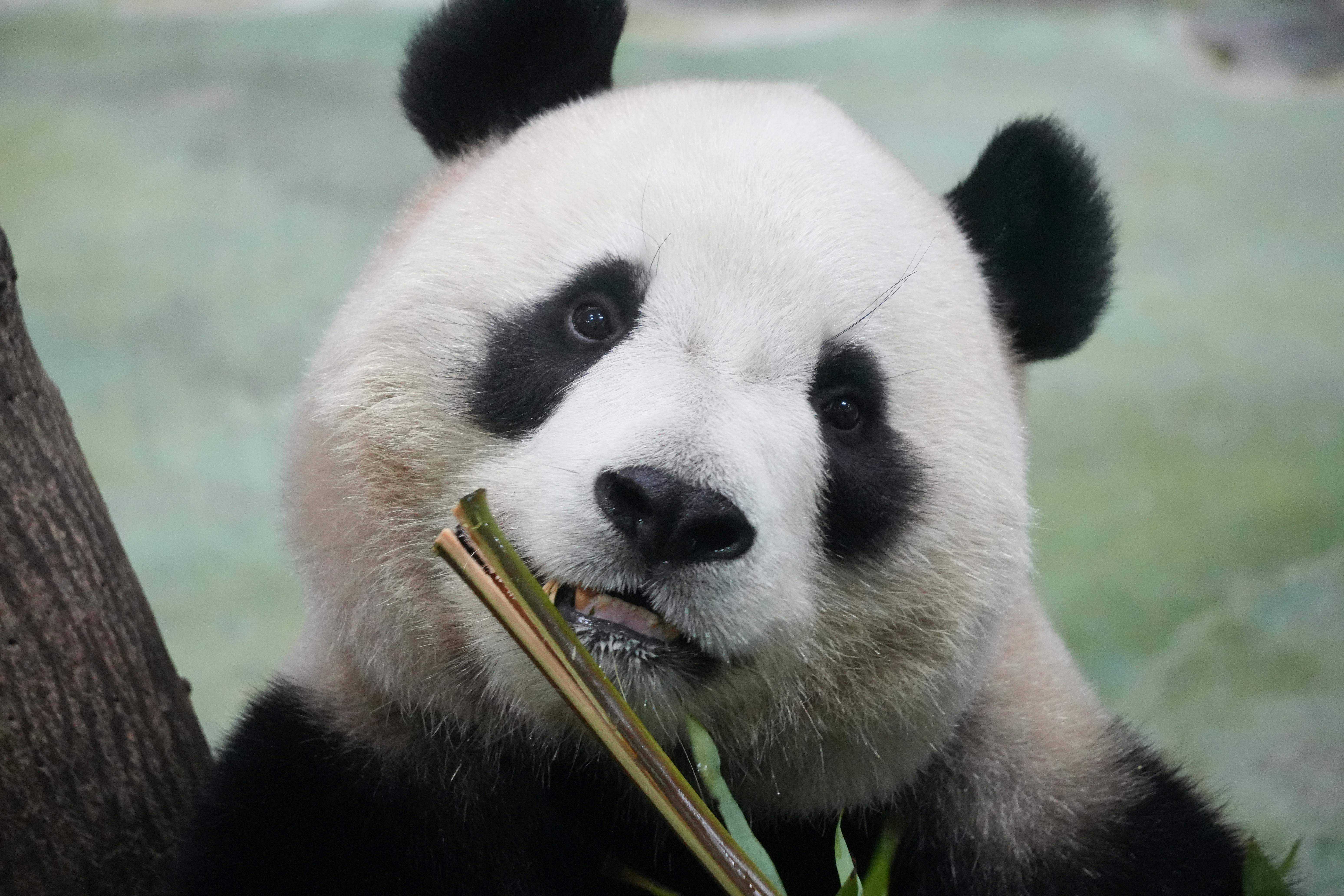 Close-up of Giant Panda Eating Bamboo · Free Stock Photo