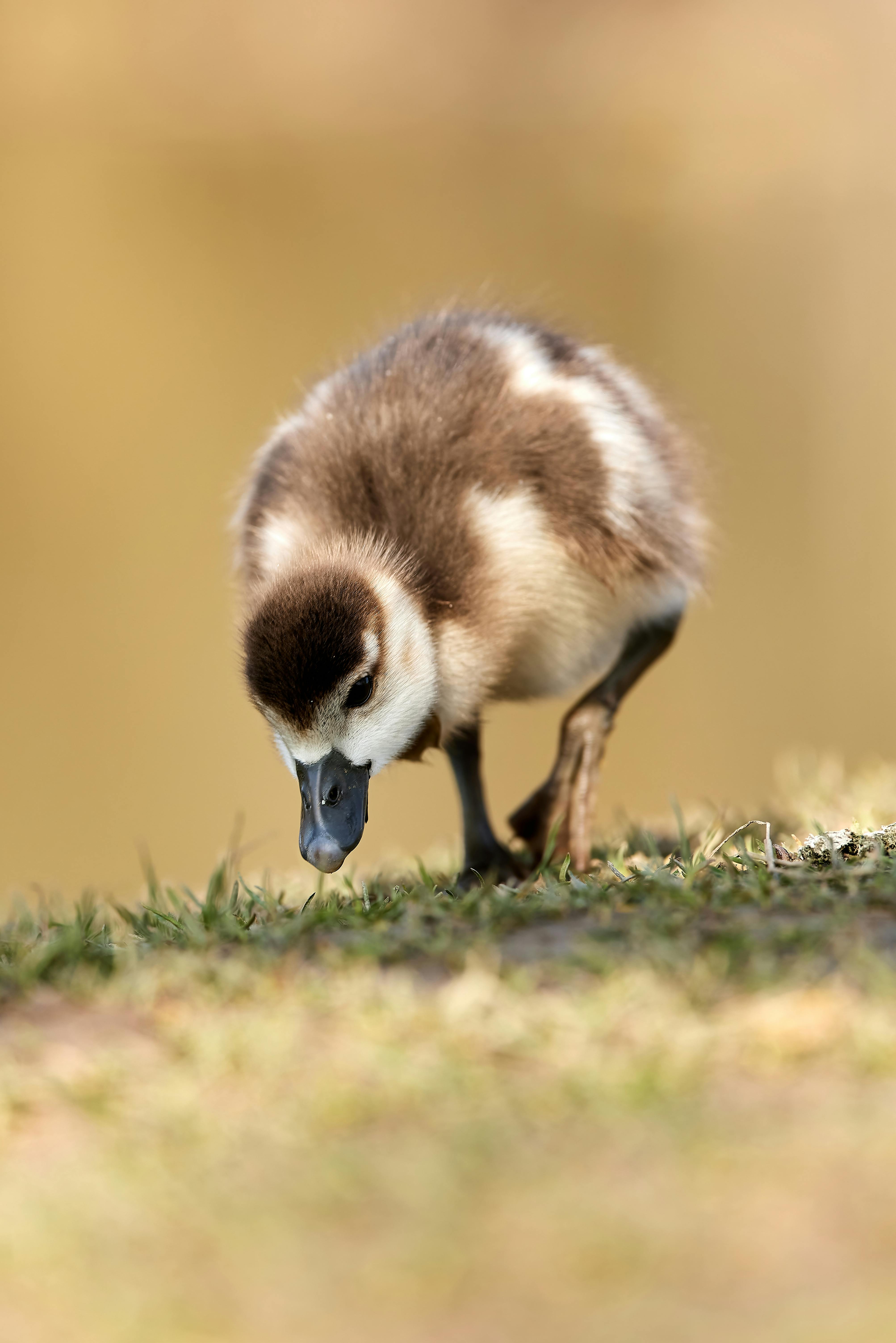 Bird Walk Cycle Photos, Download The BEST Free Bird Walk Cycle Stock ...