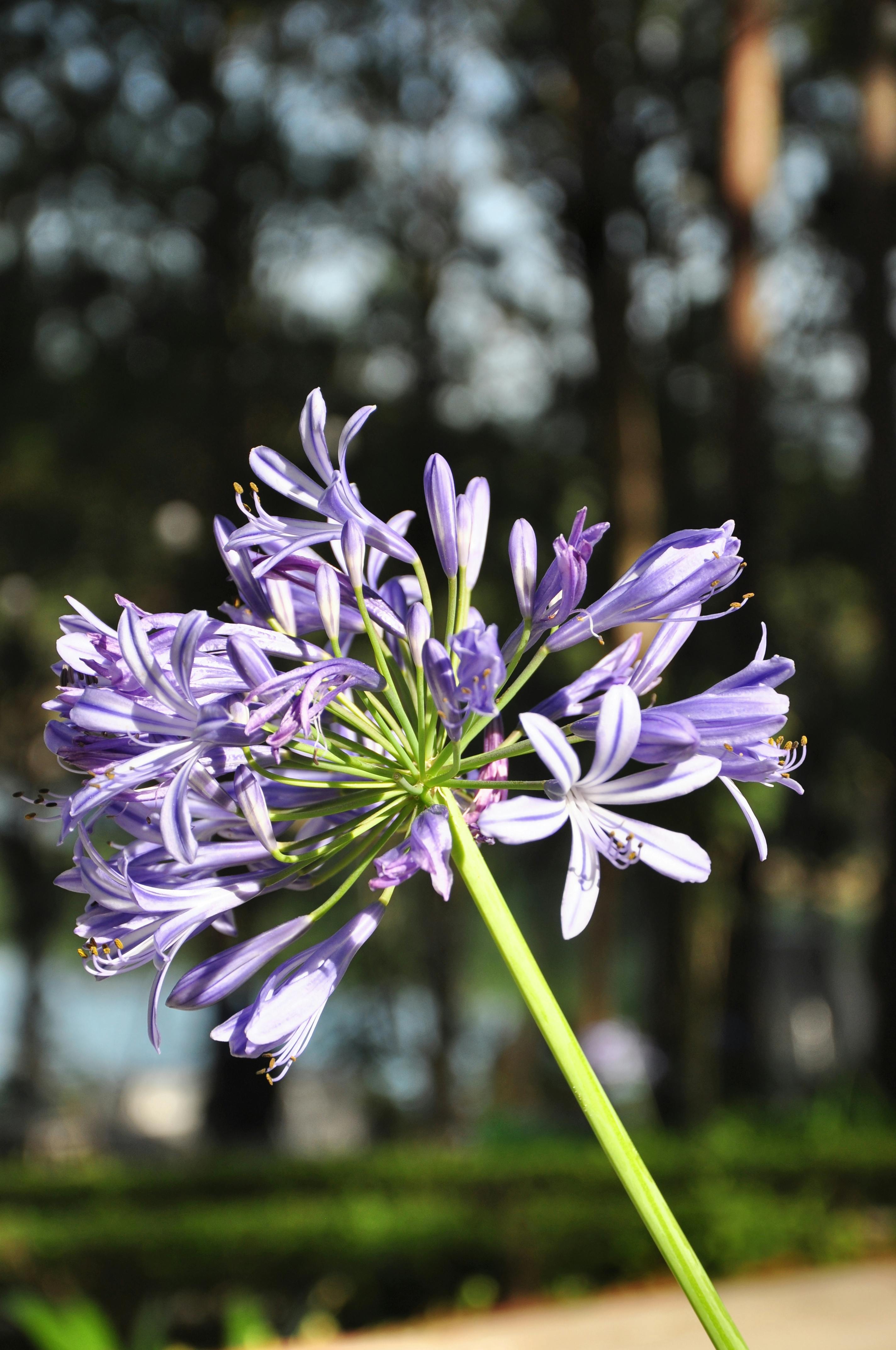 Bodybuilder+Bulge+Head Photos, Download The BEST Free Bodybuilder+Bulge ...