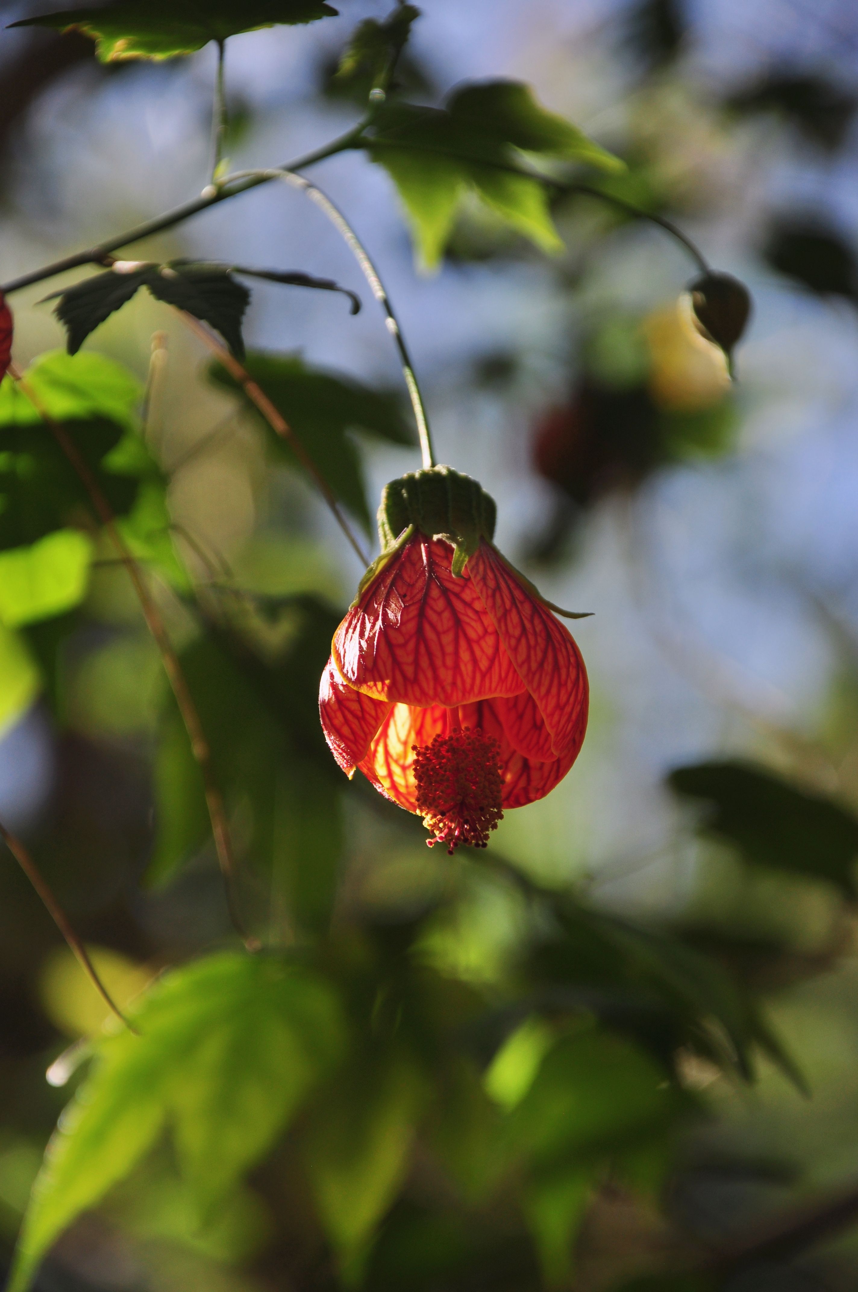 Close-up of Red Abutilon Flower in Sunlight · Free Stock Photo