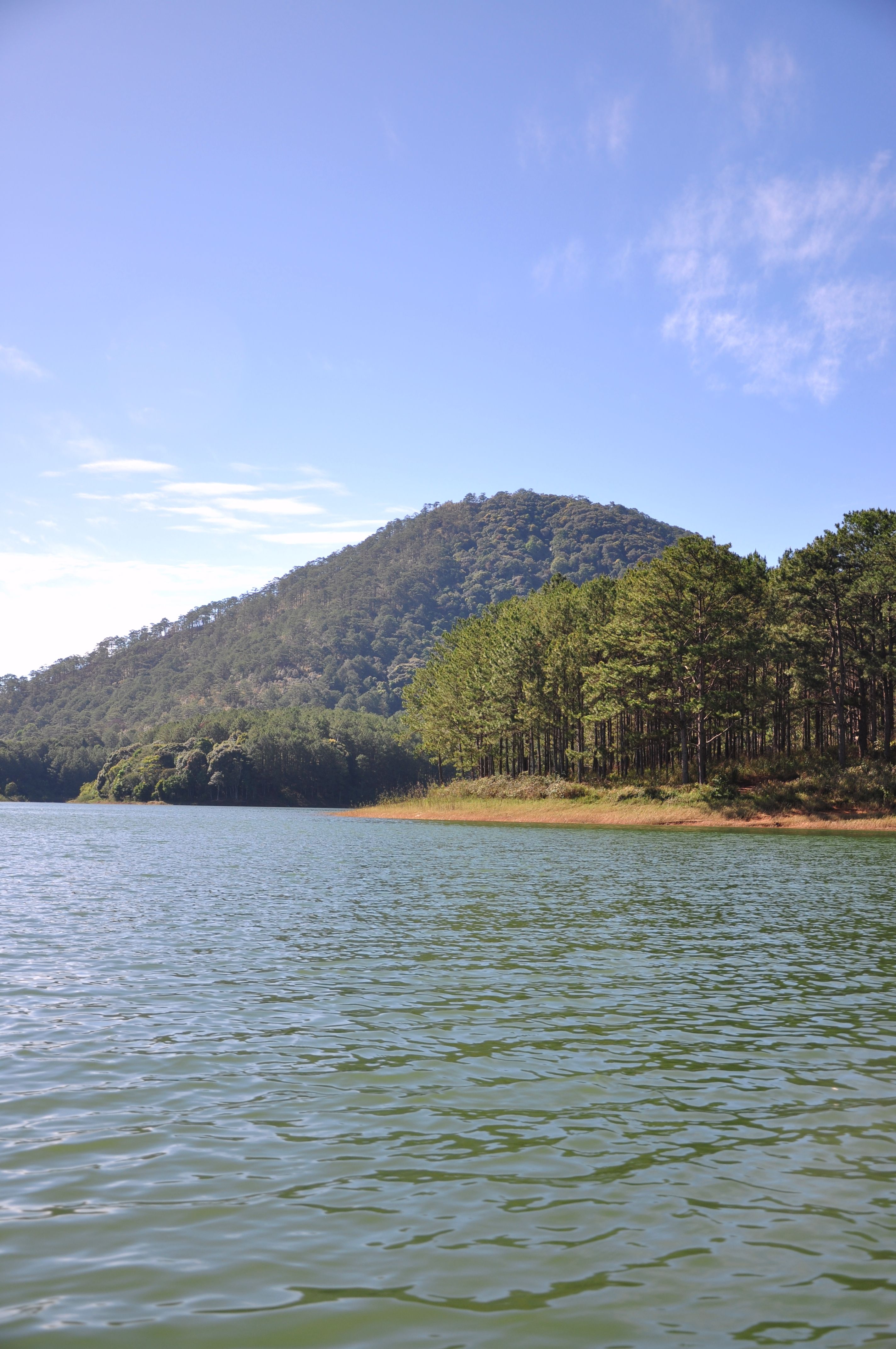 Peaceful Freshwater Lake with Pine Forest View · Free Stock Photo