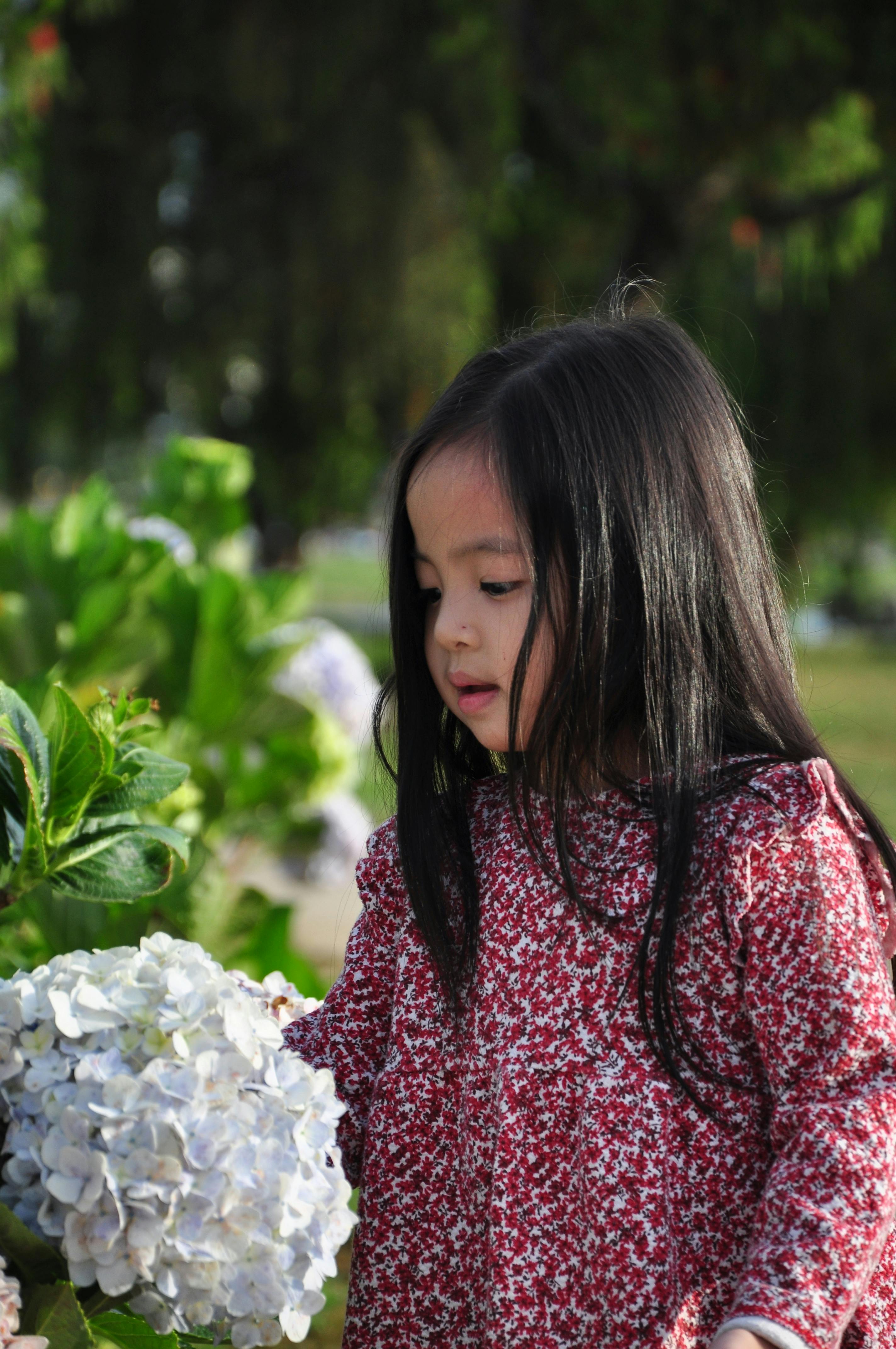 Charming Asian Child Admiring Hydrangeas Outdoors · Free Stock Photo