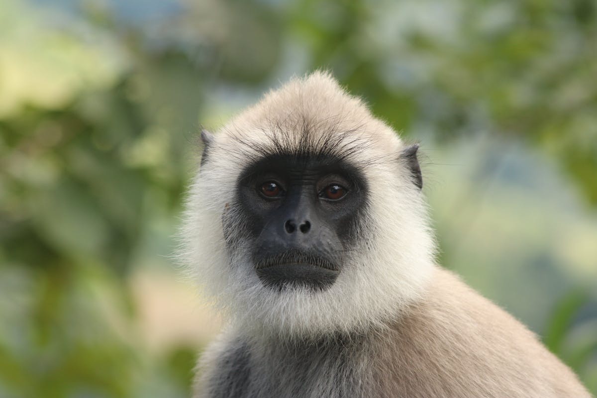 Monkey Rizz Photos, Download The BEST Free Monkey Rizz Stock Photos ...