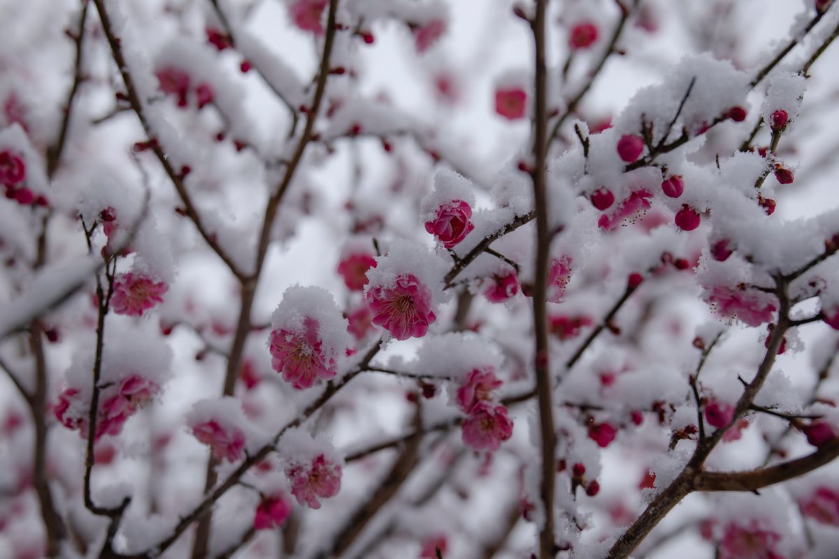 Plum Blossom Covered By The Snow Photos, Download The BEST Free Plum ...