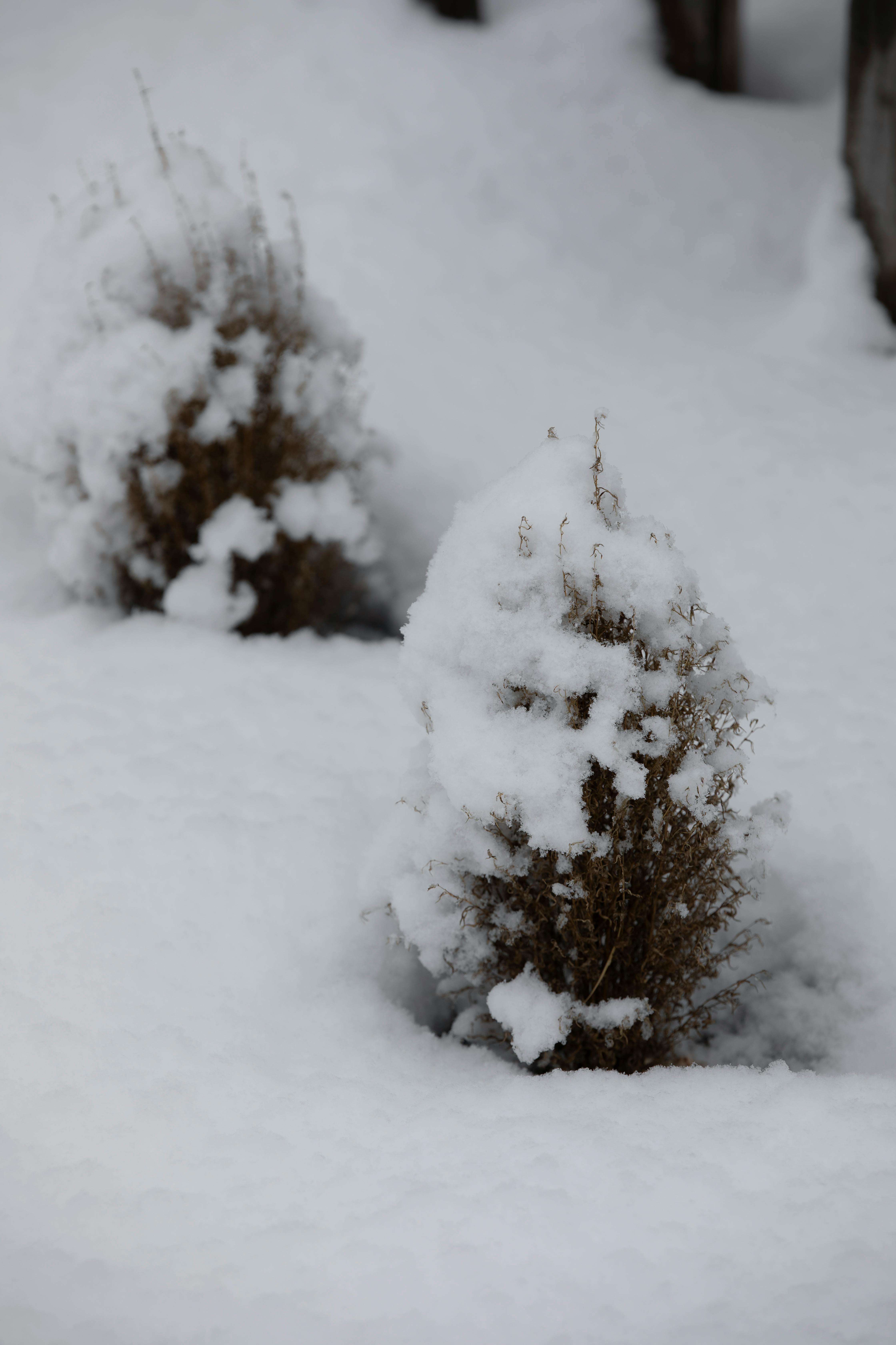 Snow-covered shrubs in winter landscape · Free Stock Photo